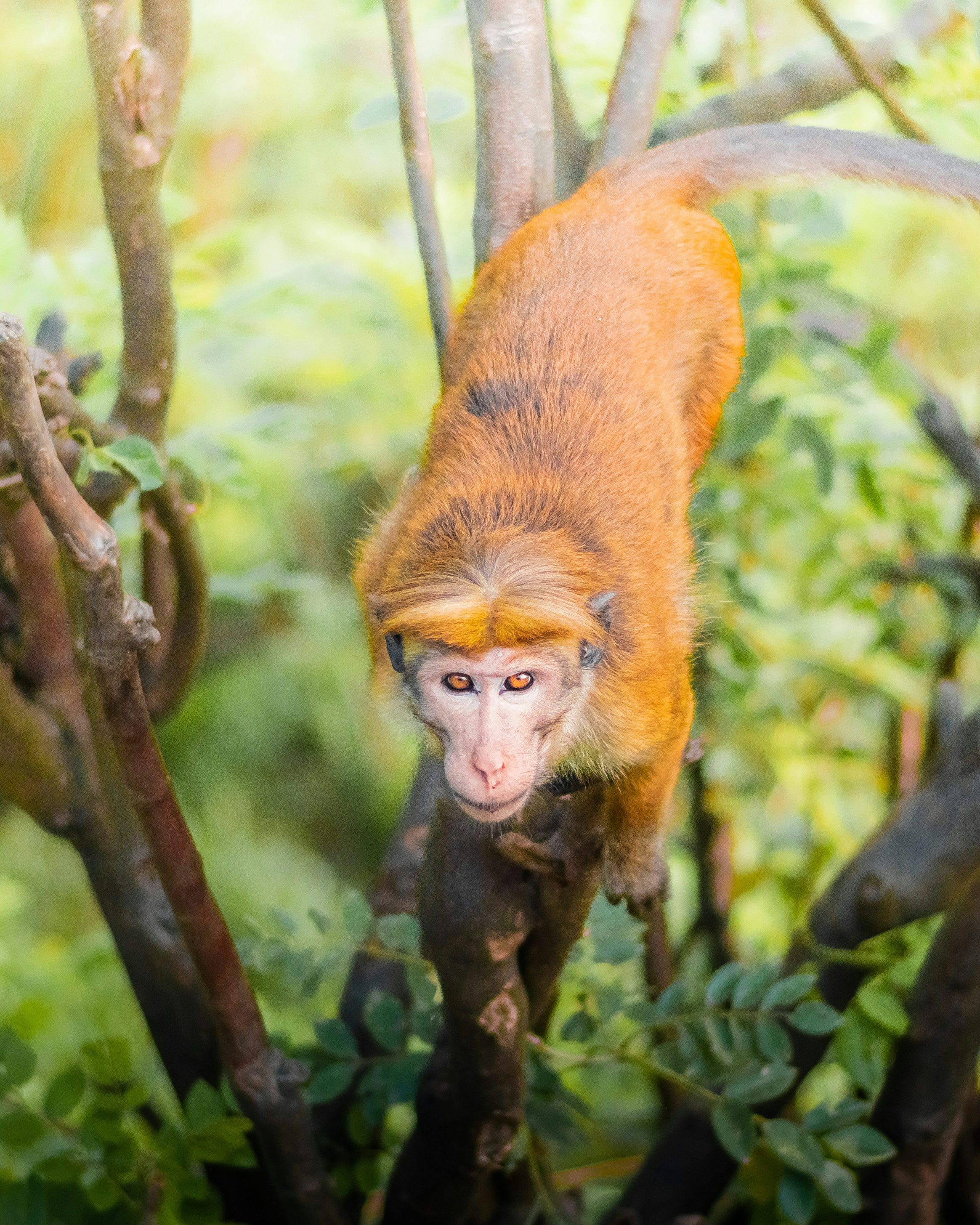 Curious Golden Monkey Peering Through Sunlit Foliage
