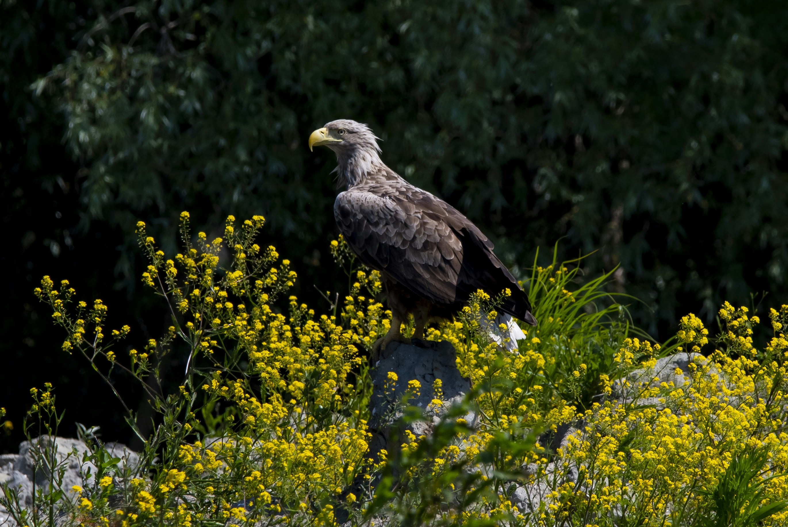 Seabird Sentinel on a Yellow-Flowered Outcrop