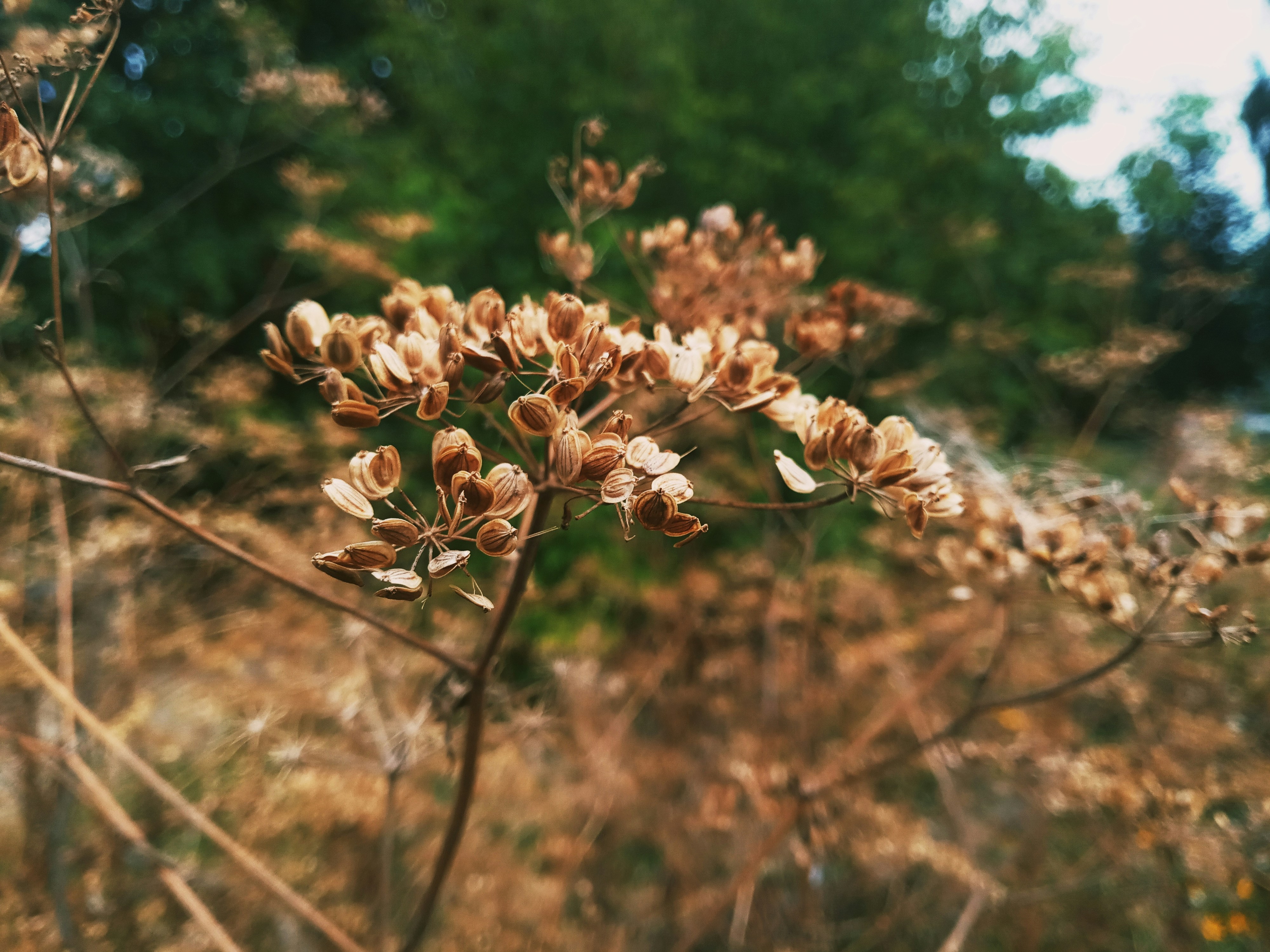 Photo by Dmitry Burdakov with Xiaomi Mi Play