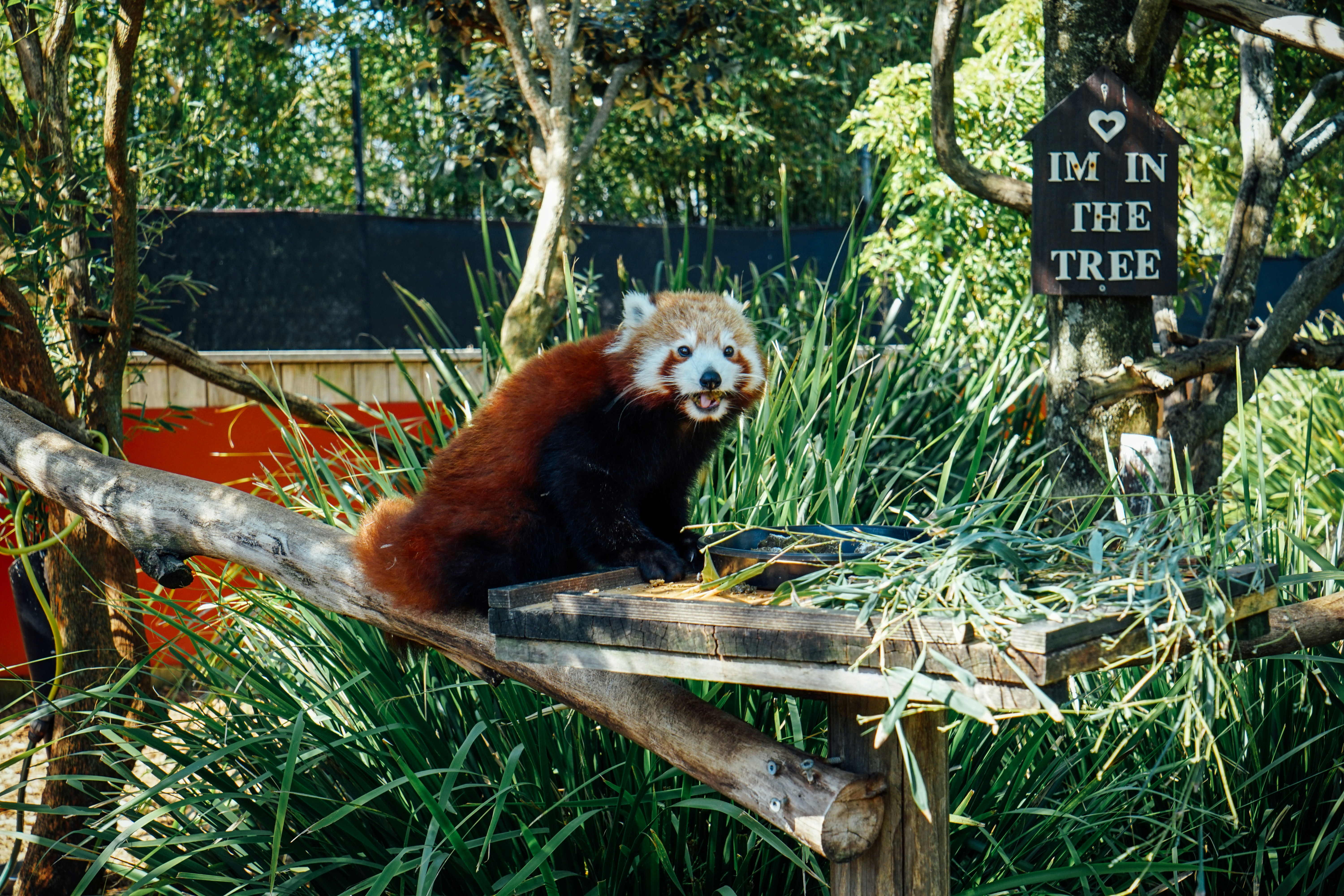 Red Panda on a Weathered Branch Beneath a Sign in a Lush Enclosure