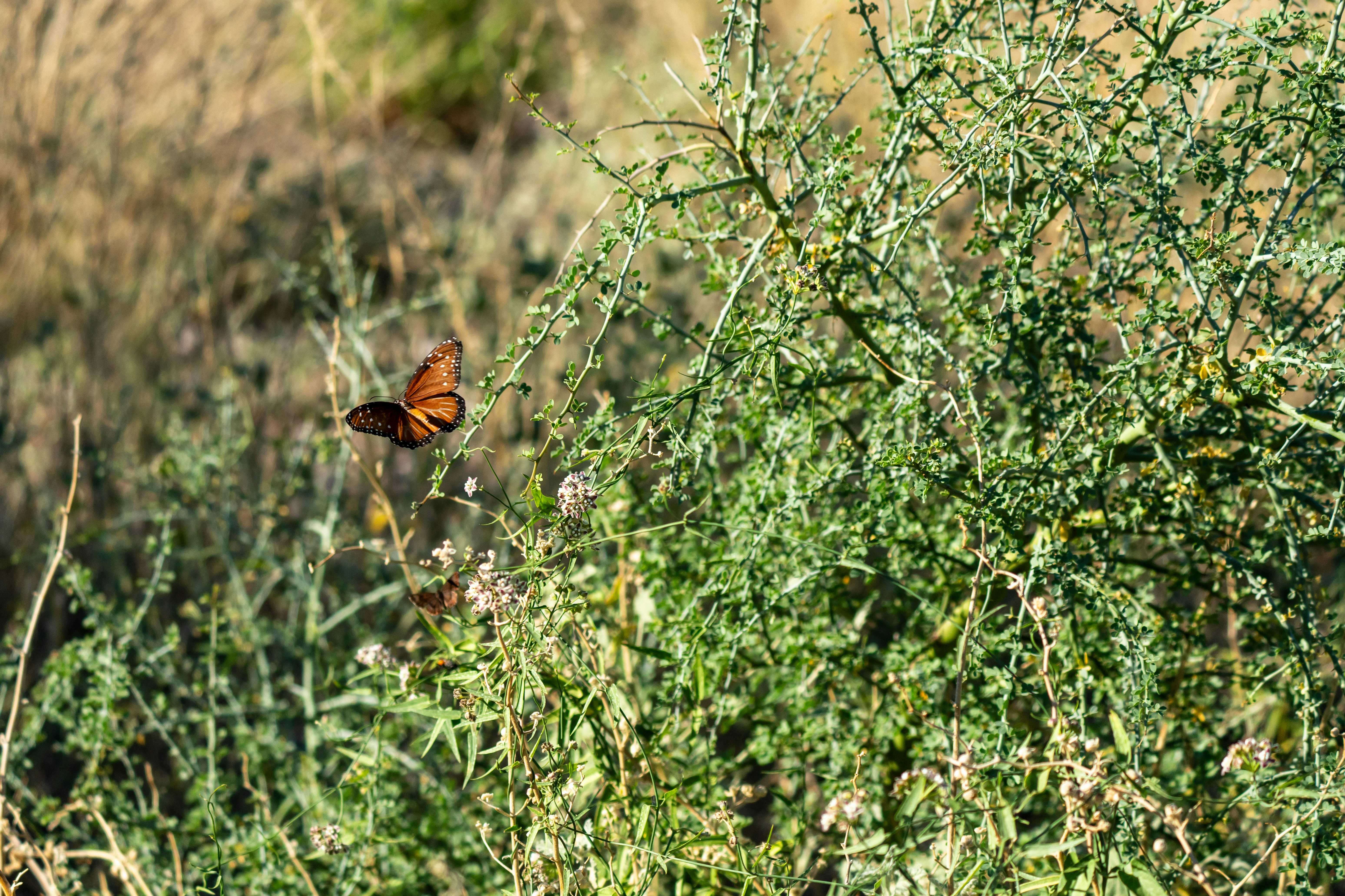 Amber Wings on Wild Brambles in a Sunlit Field