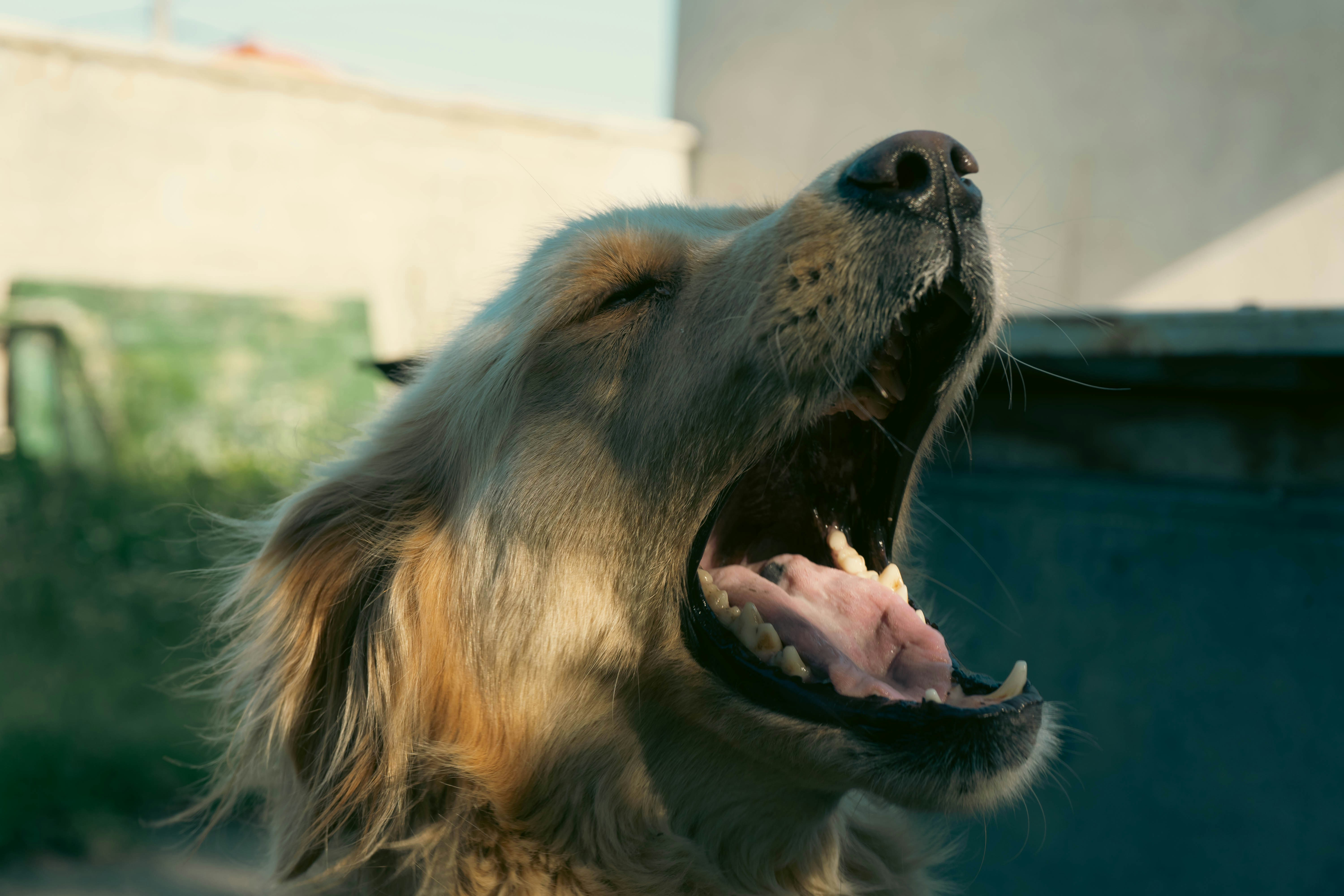 A close up of a dog with its mouth open photo – Free Dog yawning Image ...