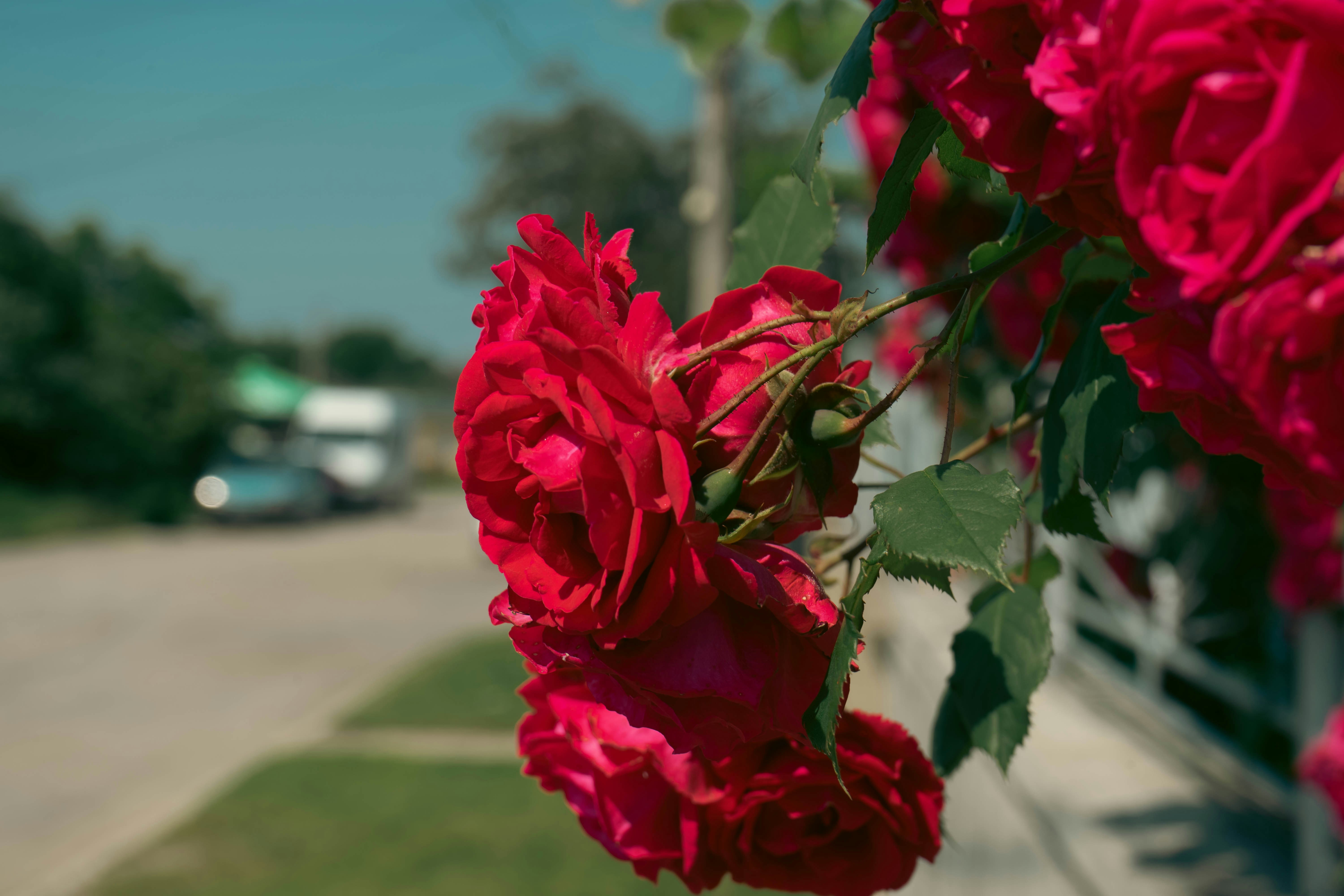 Crimson Petals Framing a Quiet Suburban Street