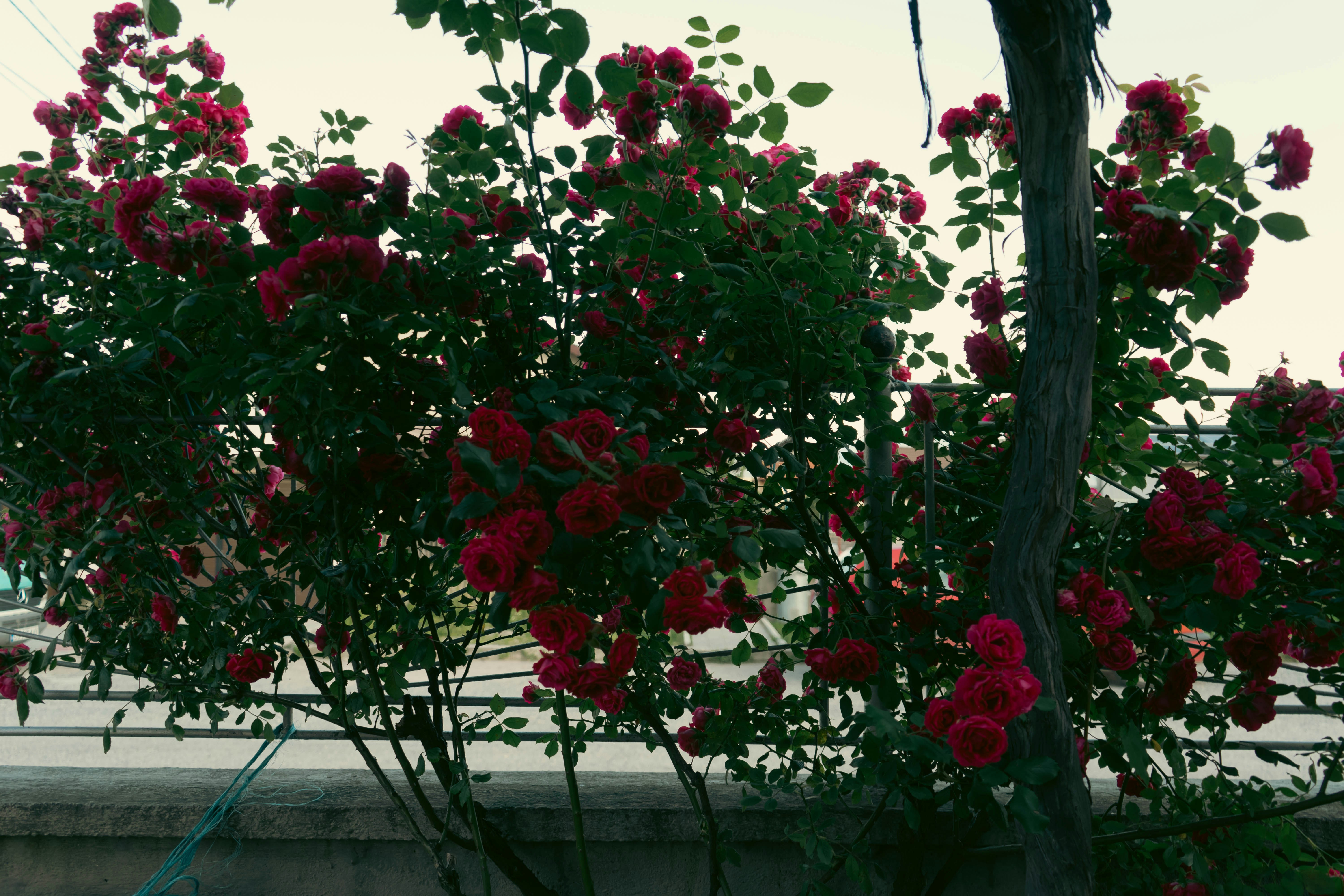 A tree with red flowers next to a fence photo – Free Red roses Image on ...