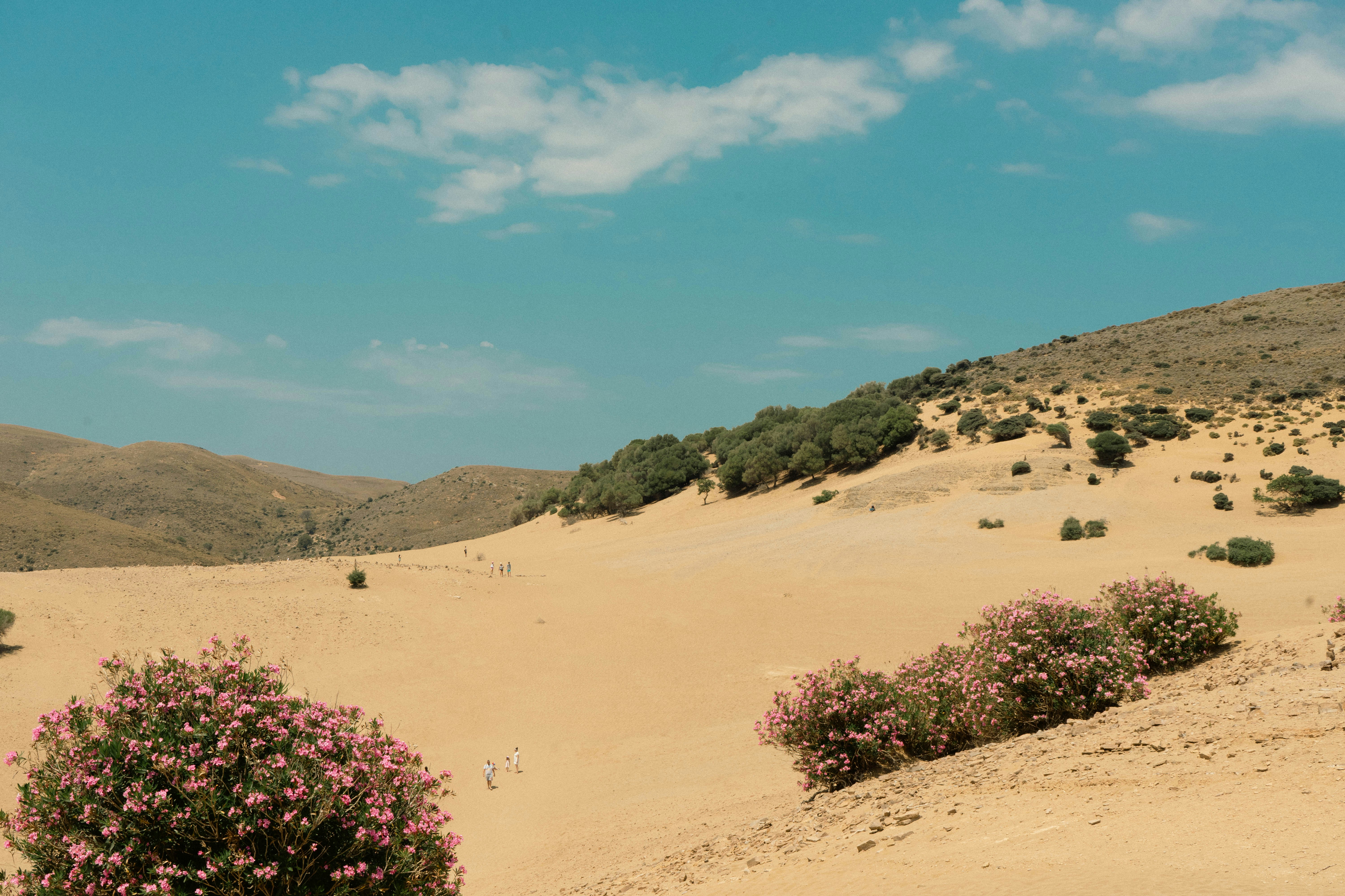 A group of people walking across a sandy field photo – Free Plant Image ...