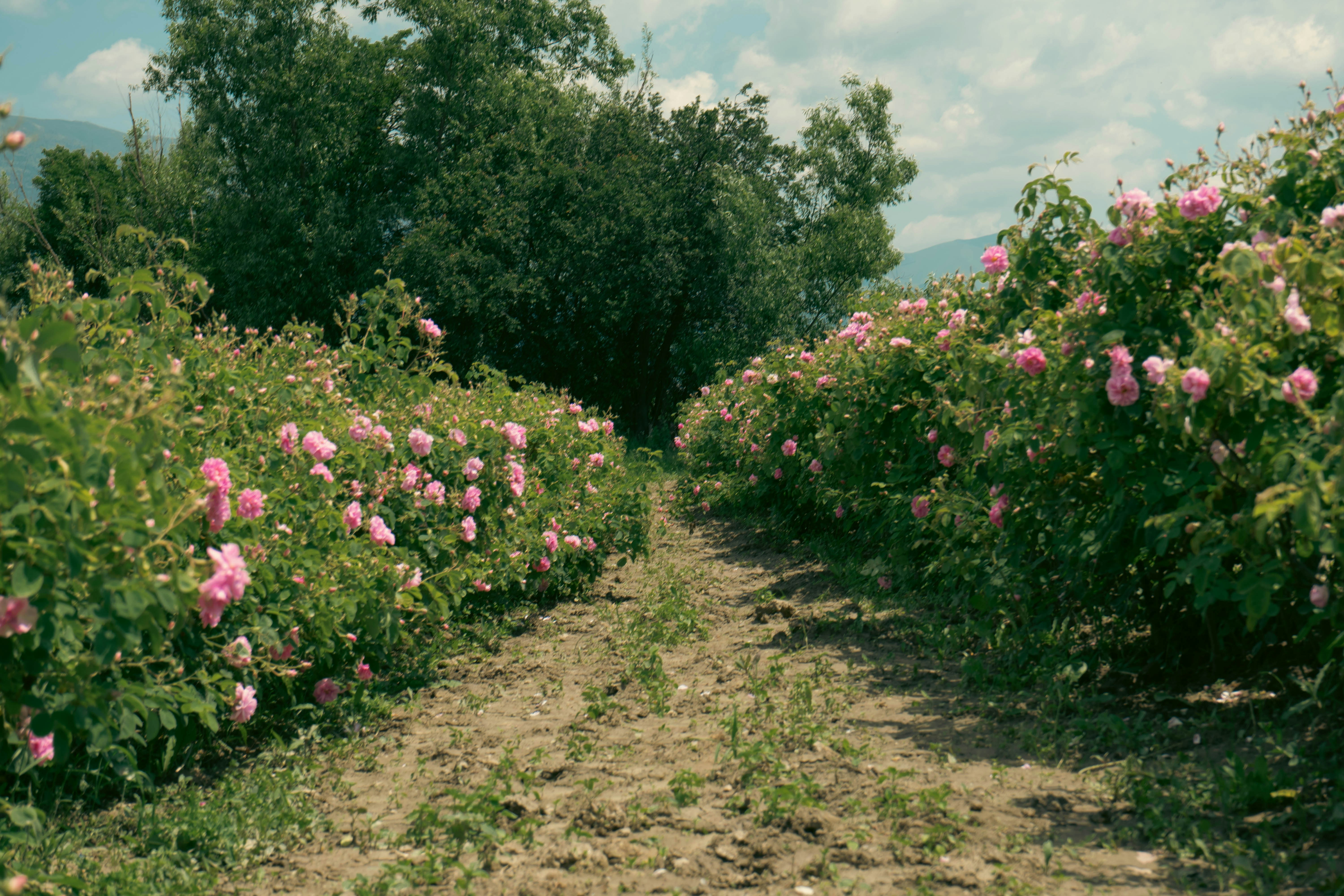 A dirt road surrounded by flowers and trees photo – Free Roses garden ...