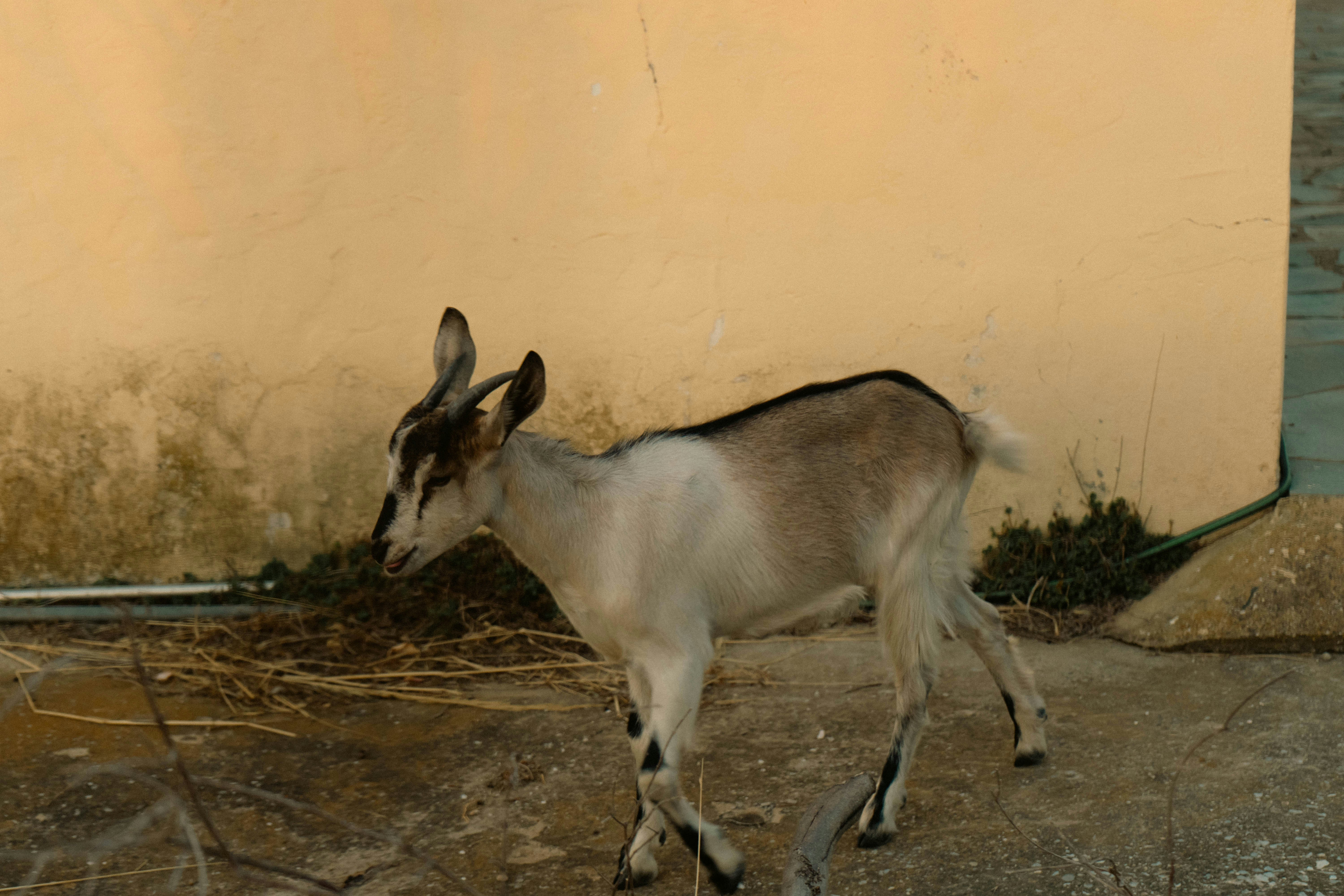 Sunlit Courtyard Wanderer: a donkey strides beside a warm, weathered wall