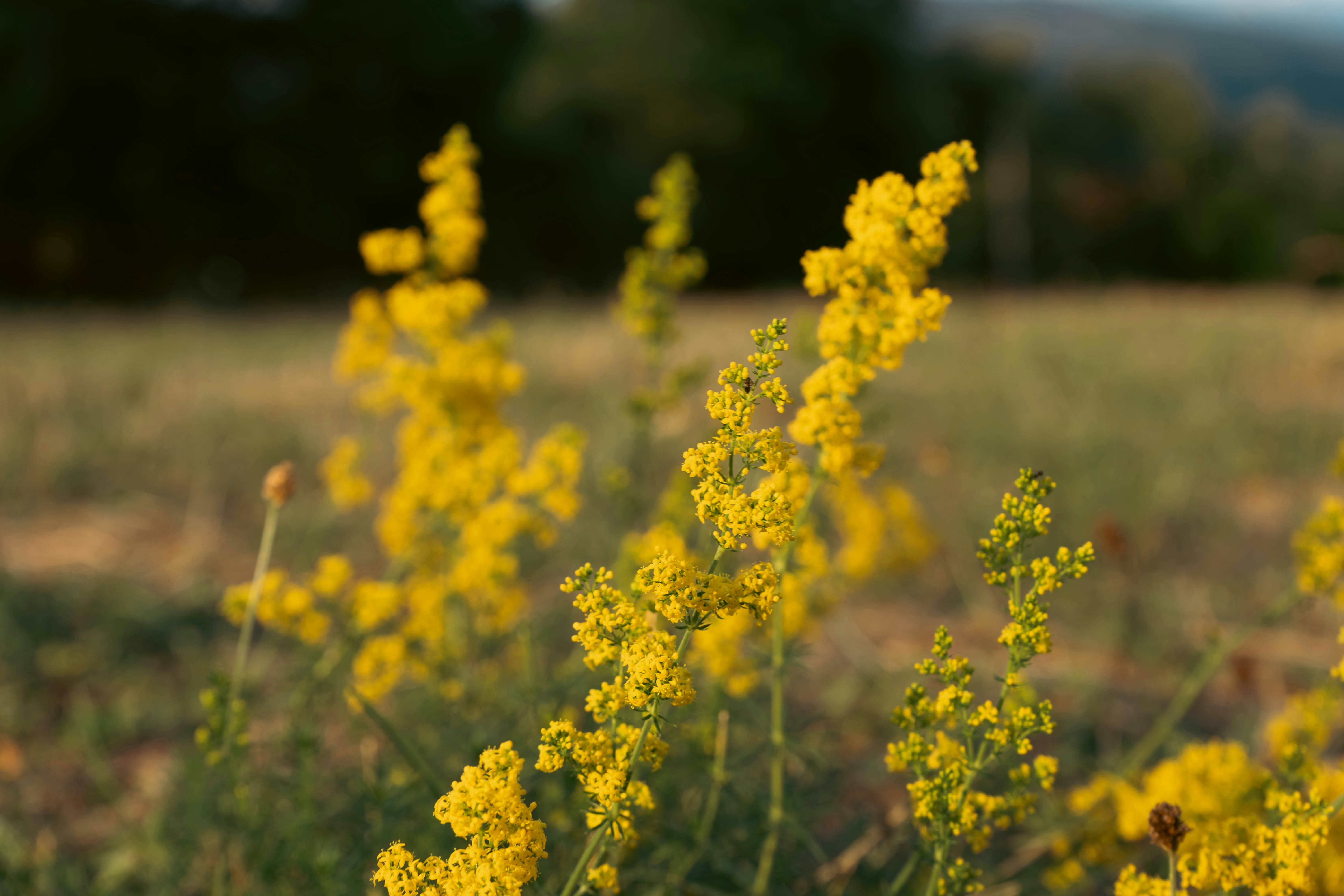 In Focus Gold: Close-Up of Rapeseed Blooms with a Velvet Field Backdrop