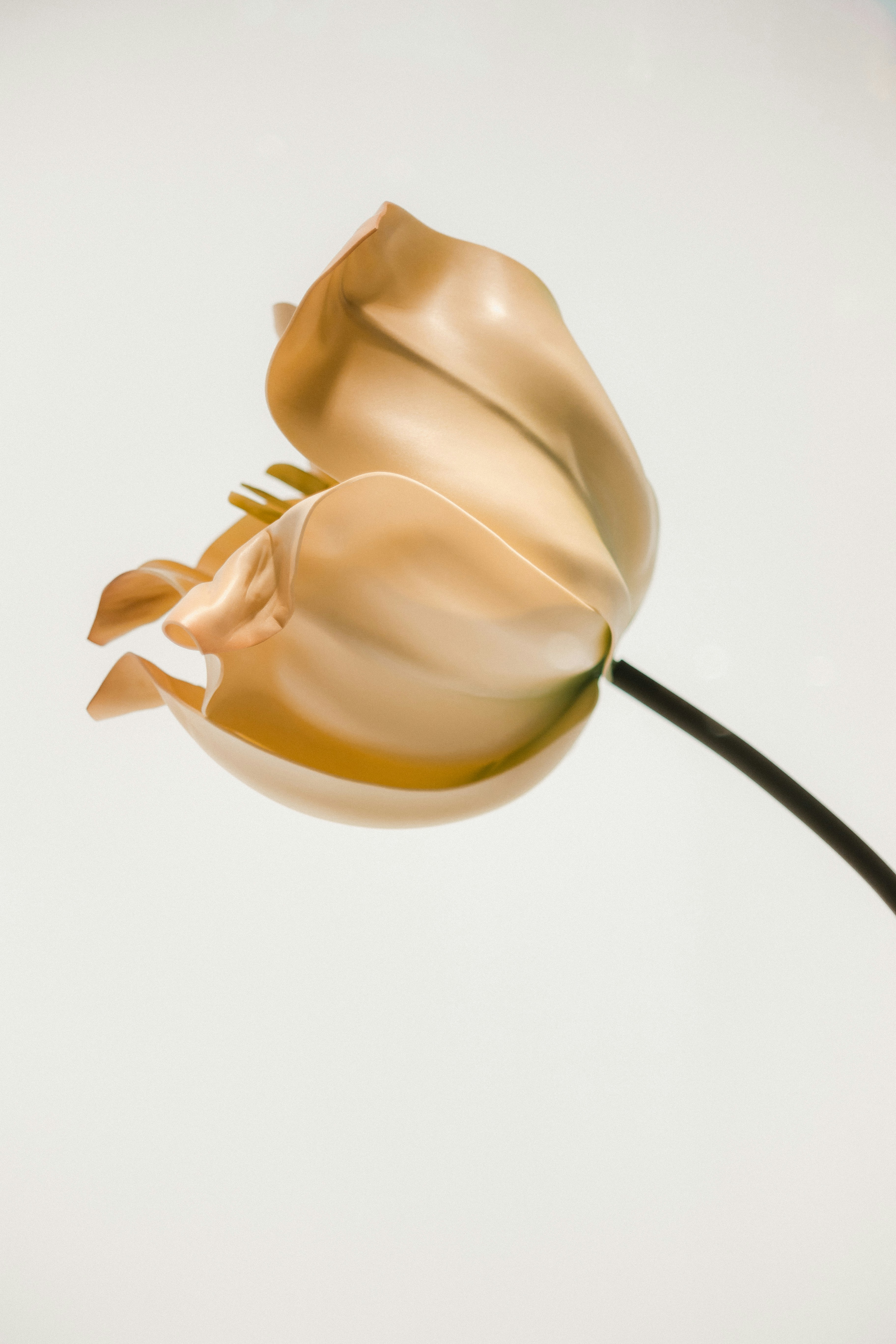 A single flower that is in the air photo – Free Flower Image on Unsplash