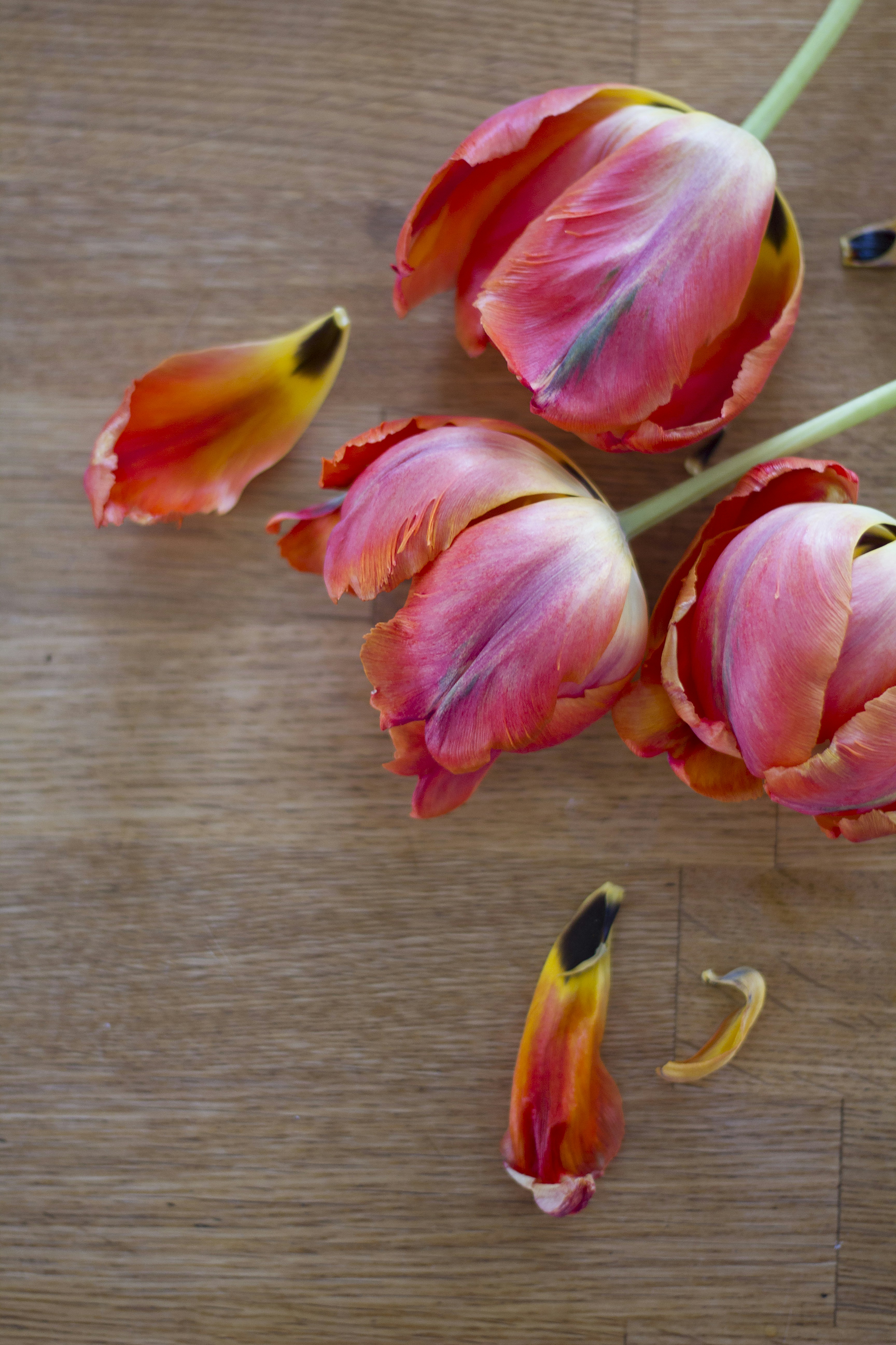 Sunlit Tulip Trio on a Warm Wooden Stage