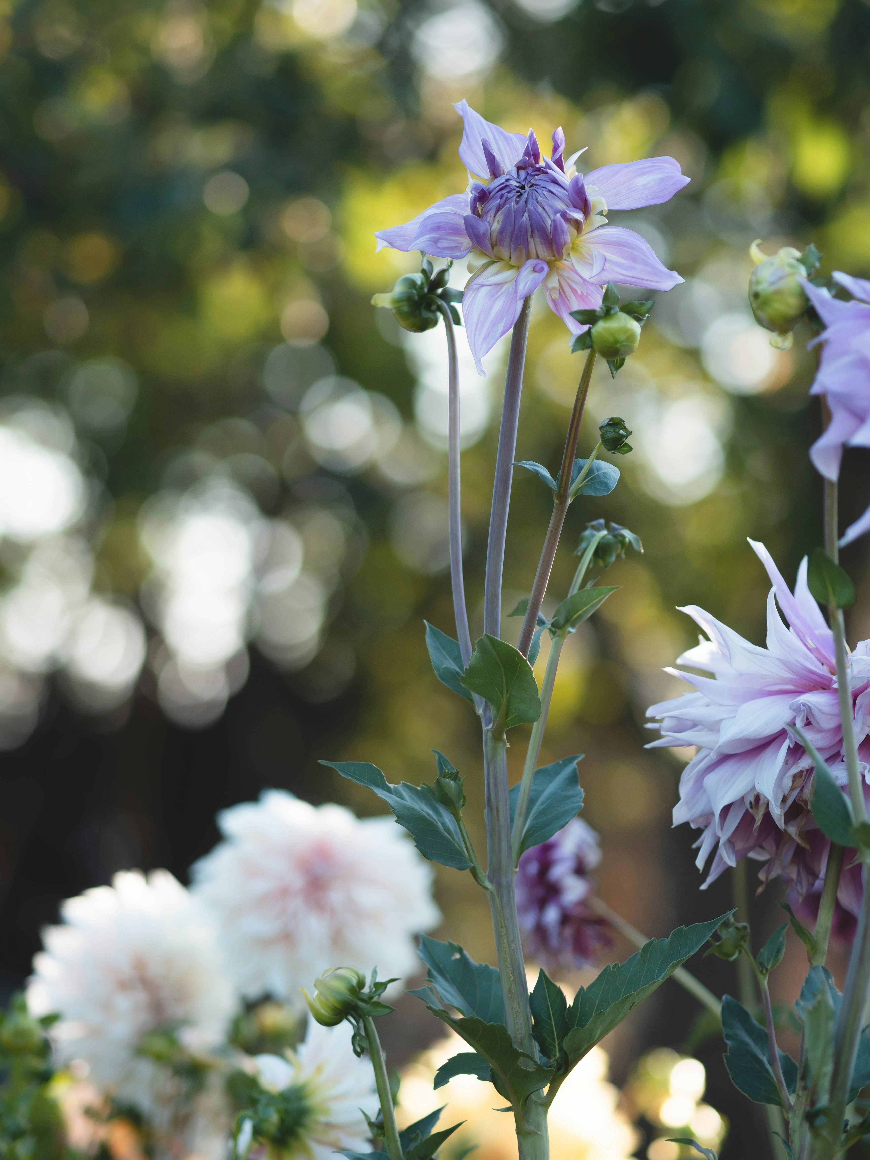 Purple Blooms Ascend: A Quiet Garden Portrait in Soft Backlight