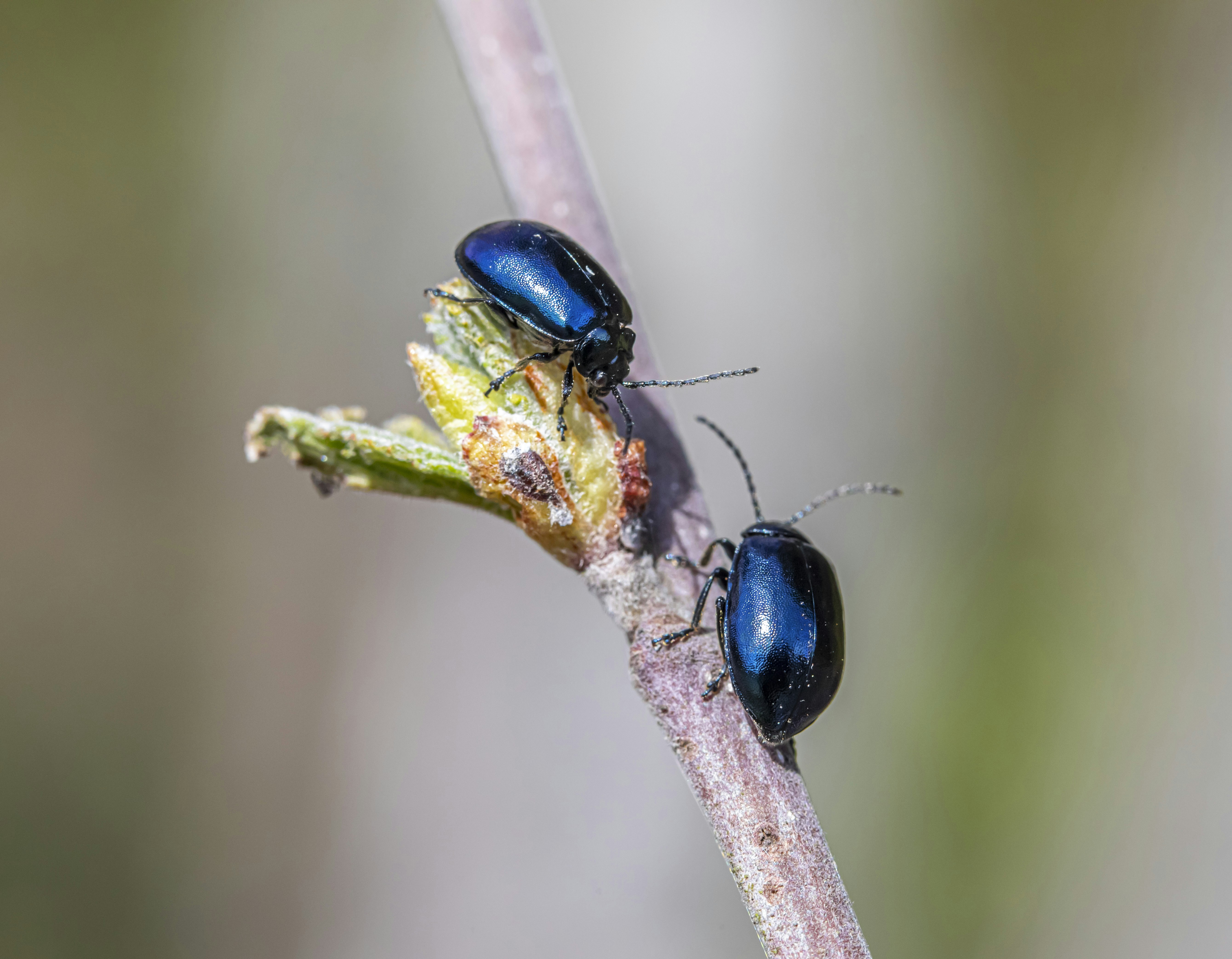 Un par de insectos sentados encima de una planta foto – Imagen de ...