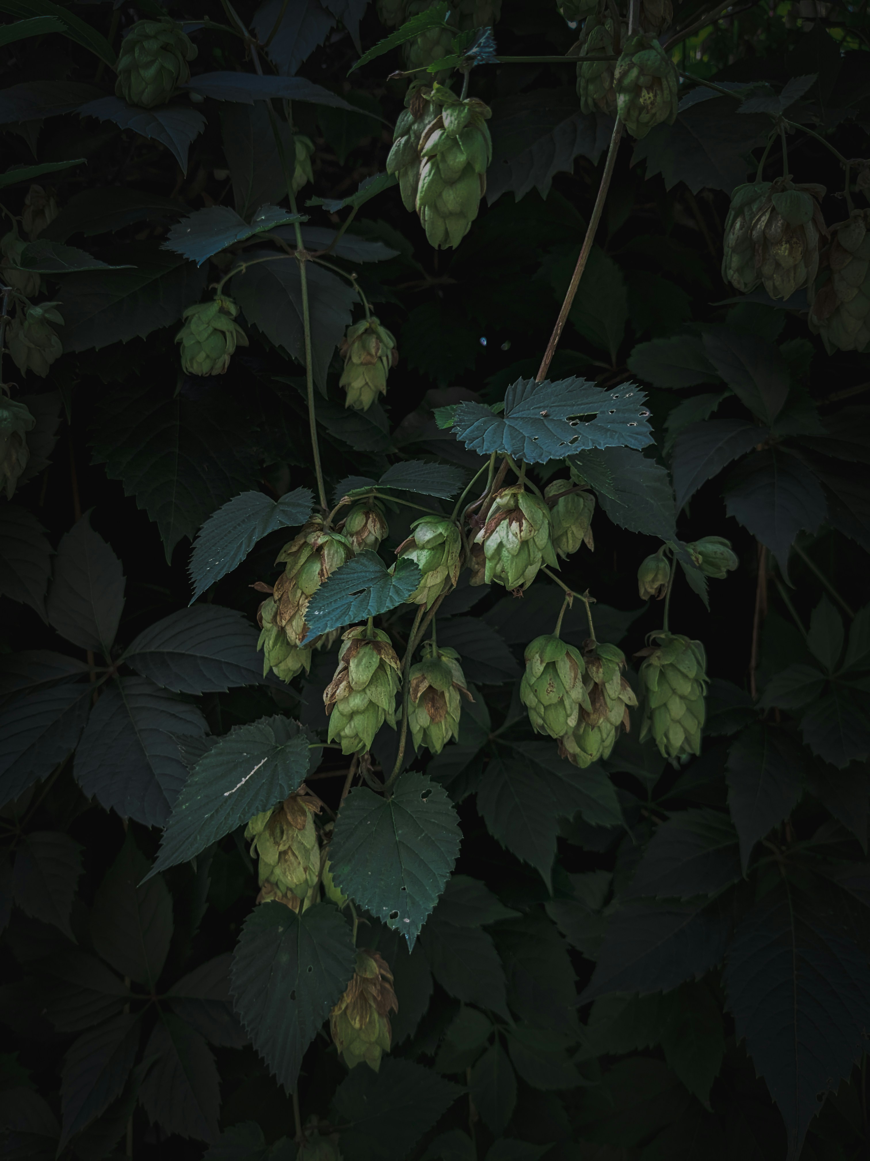 Hop Cones in the Dark: A Close-Up Amid Veiled Foliage