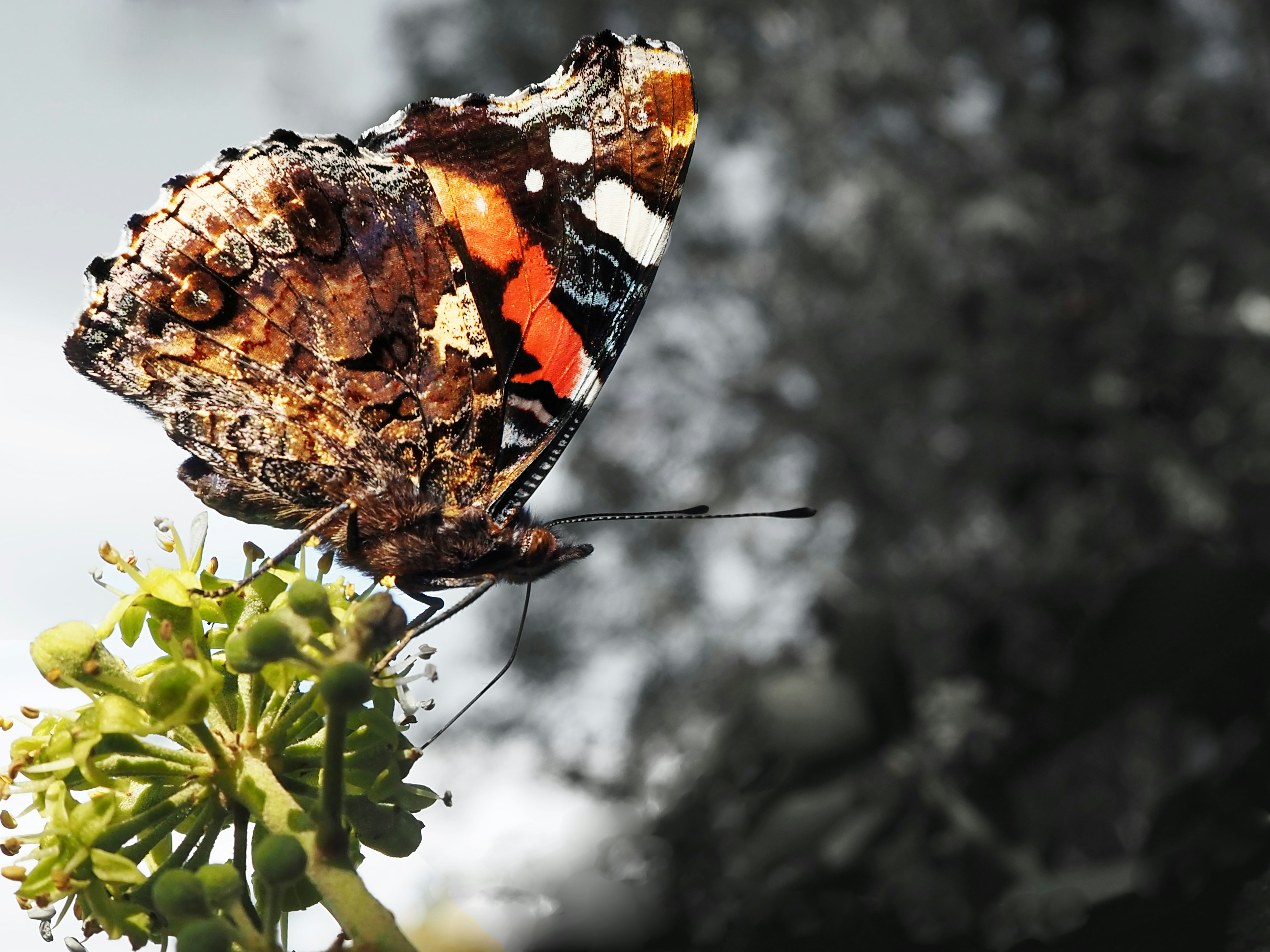 Red-Orange Butterfly Perched on a Budding Sprout at Daybreak
