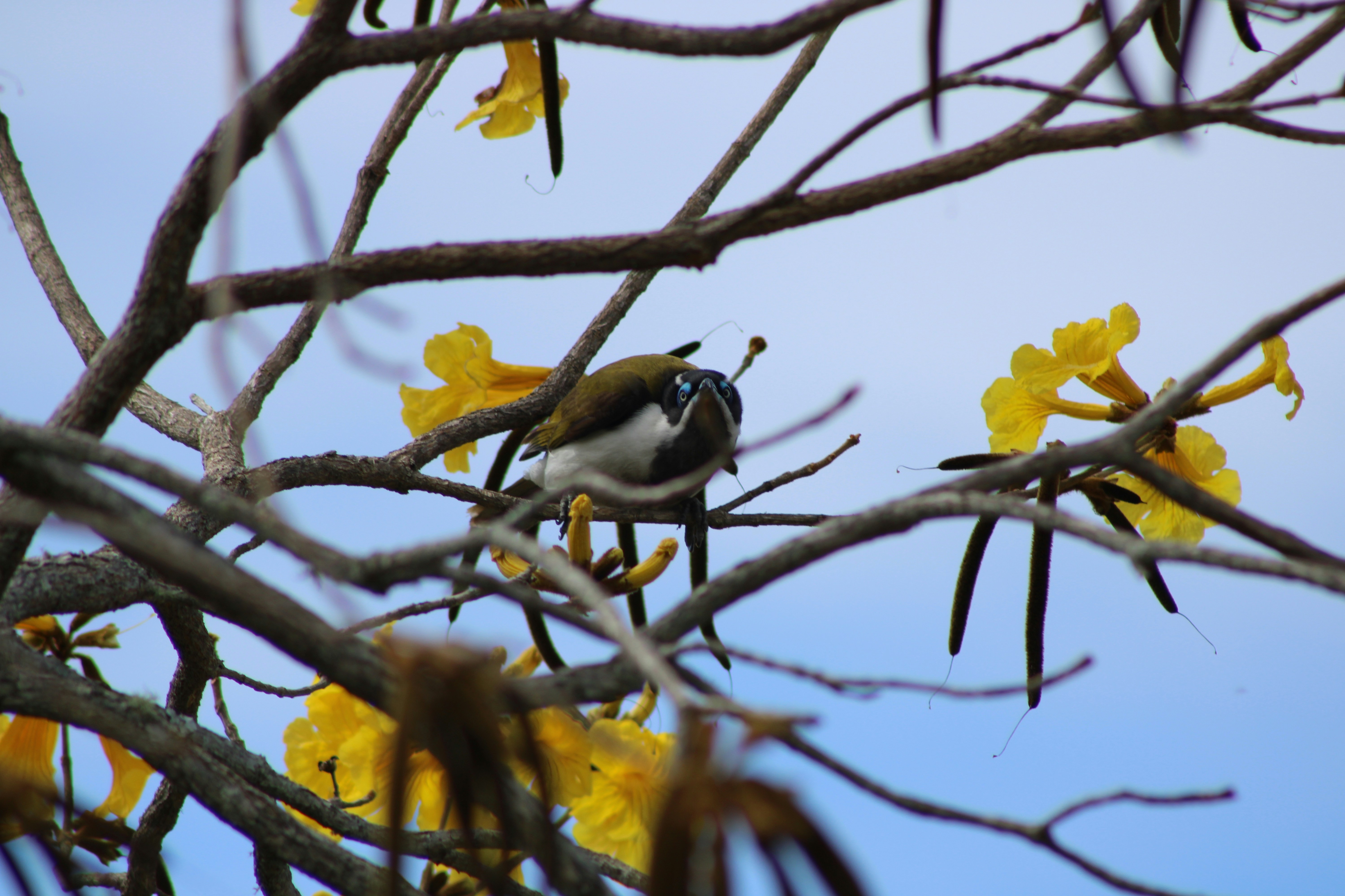 Perched Moment: A Tiny Songbird Among Spring Branches and Yellow Blossoms
