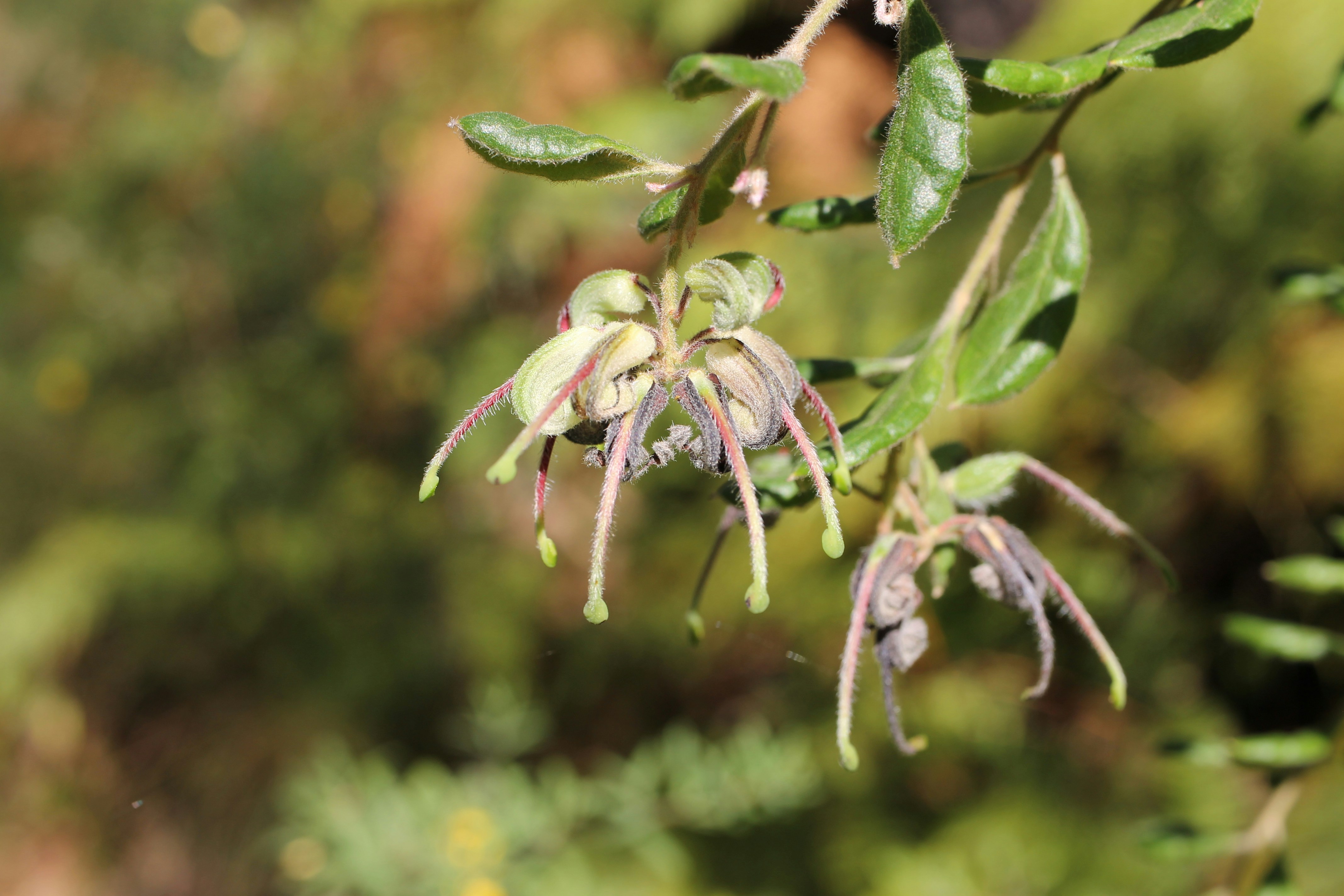 Grevillea mucronulata ("green spider flower", "green grevillea) is a shrub in the Proteaceae family. It's found in Schlerophyll forests in areas of NSW. These flowers are known to attract birds and bees for pollination.