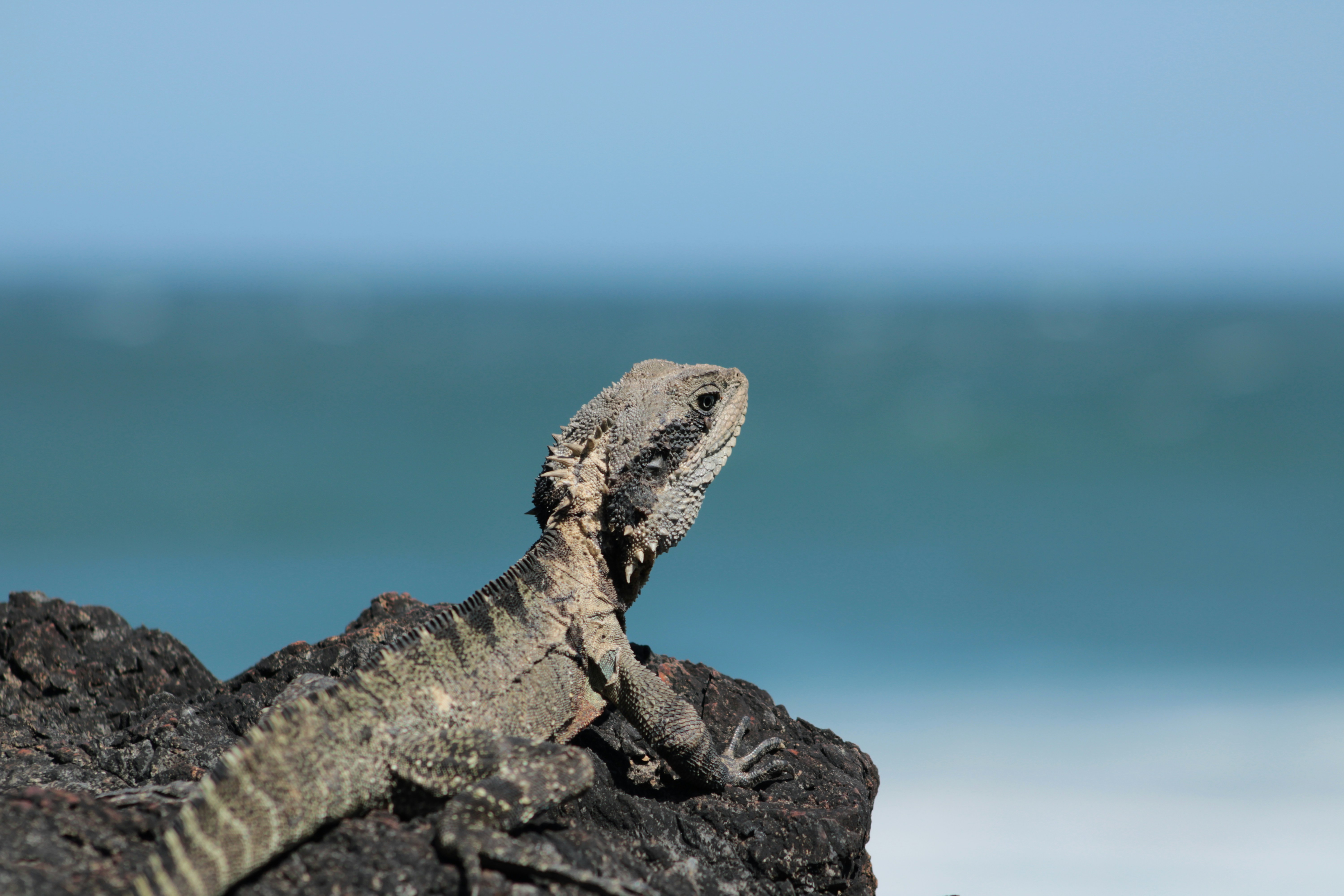 Coastal Sentinel: Lizard Perched on Lava Rock with a Calm Sea Backdrop
