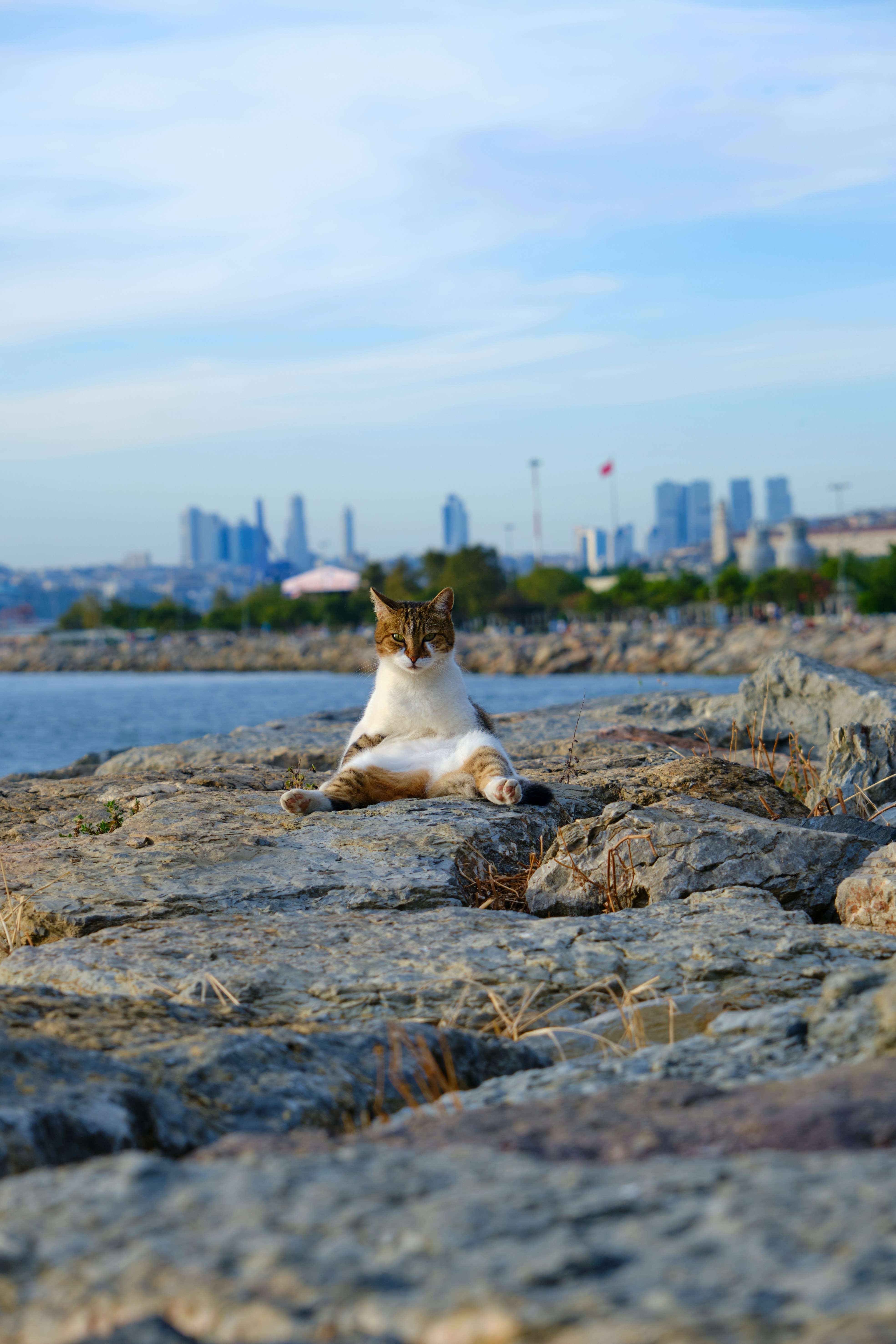 Harbor Watch: A Calm Cat Among Granite and Glass