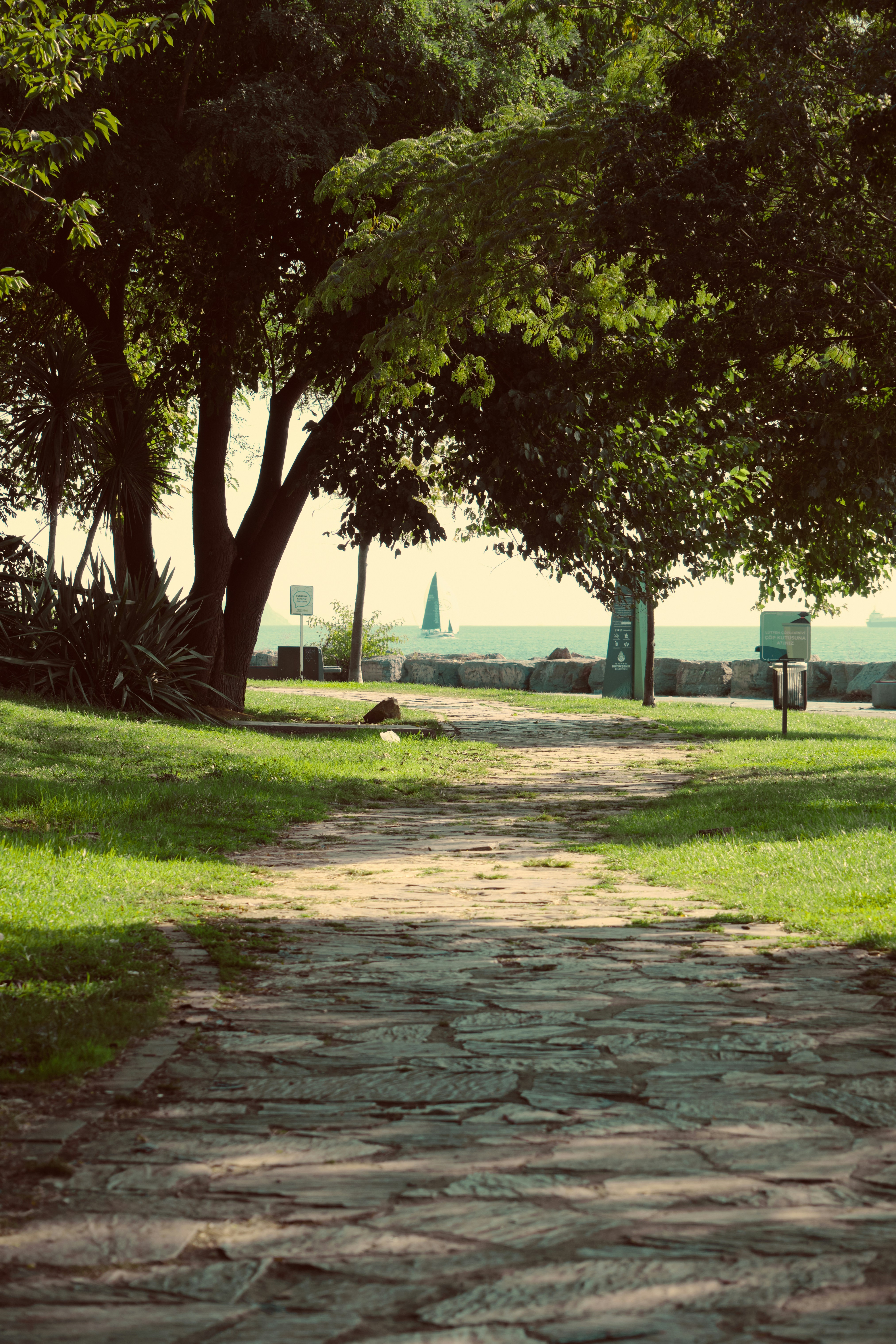 Forest Path to the Sea: Sunlit Corridor by the Shore