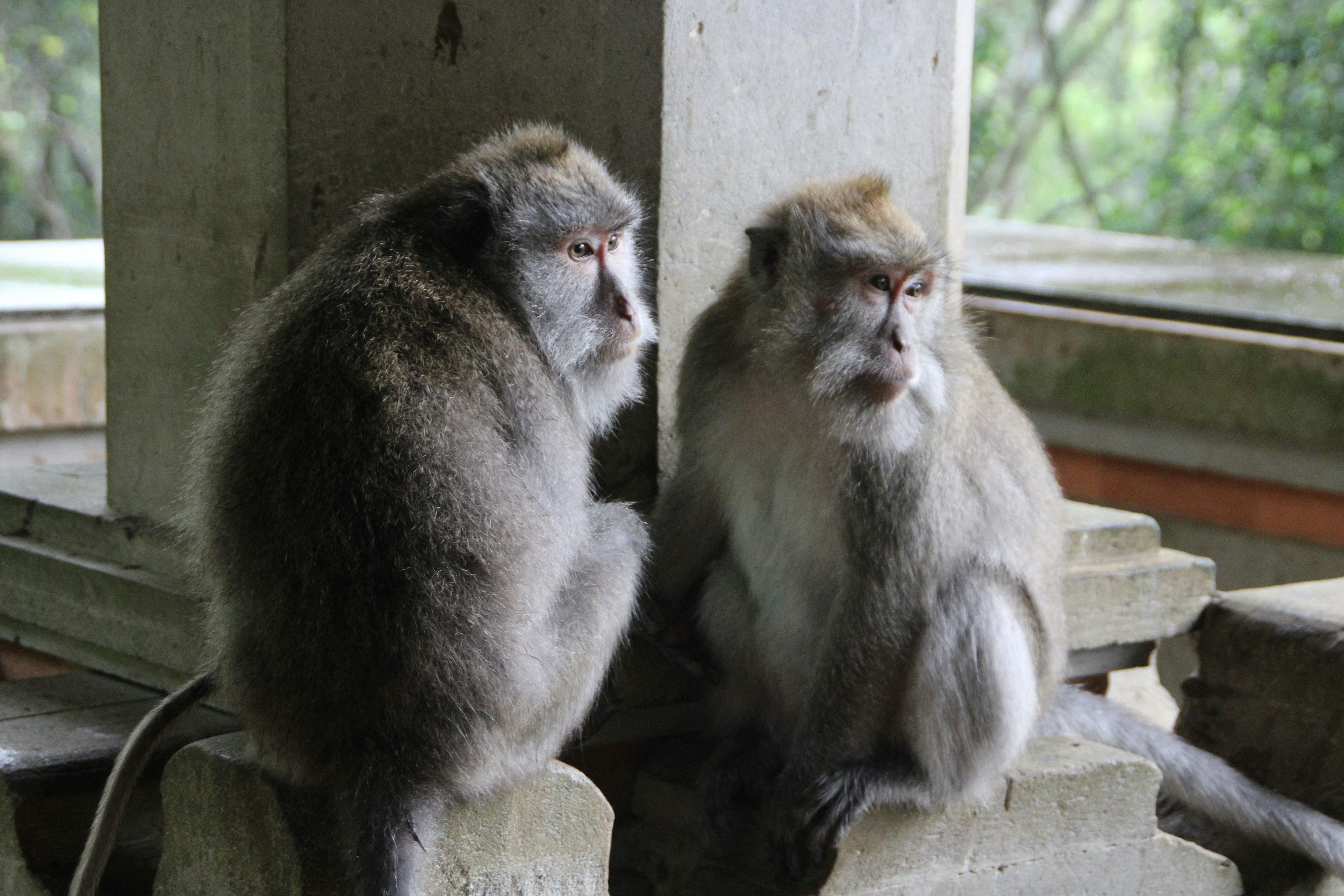 Gaze Across Stone: Dual Macaques in a Quiet Shelter