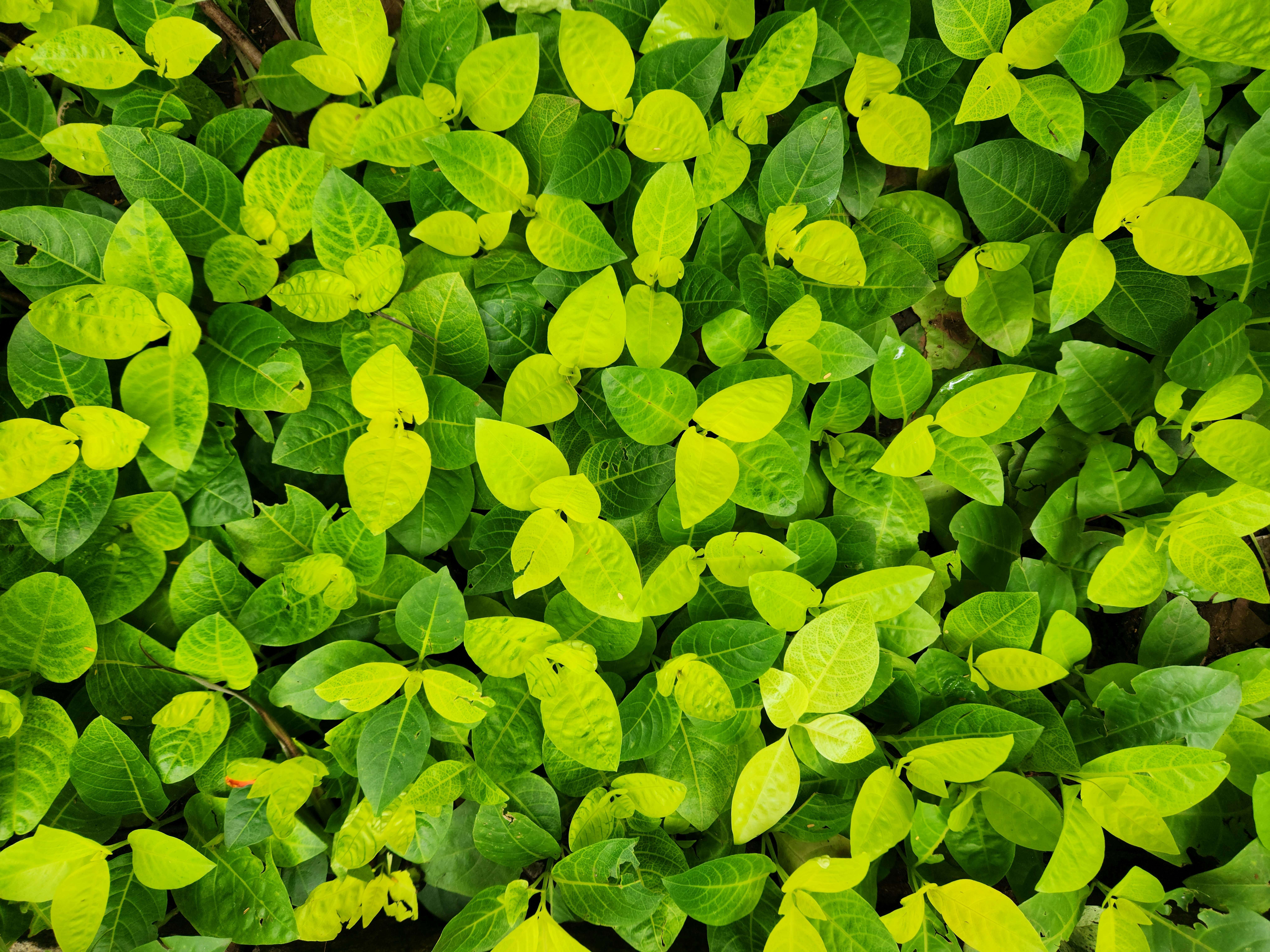 Dense cluster of vibrant green and yellow leaves forming a natural carpet on the ground.