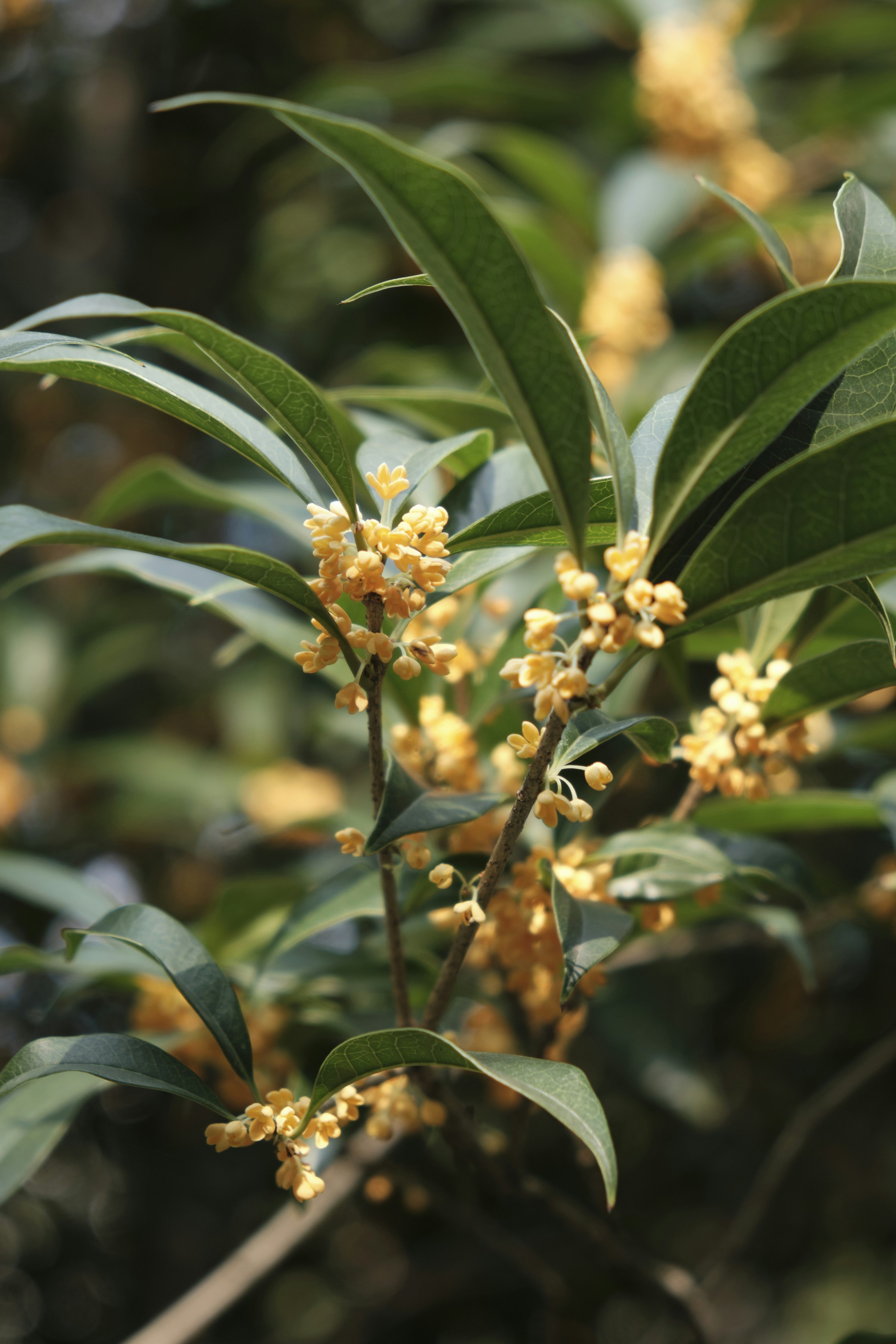 Osmanthus Pictures | Download Free Images on Unsplash