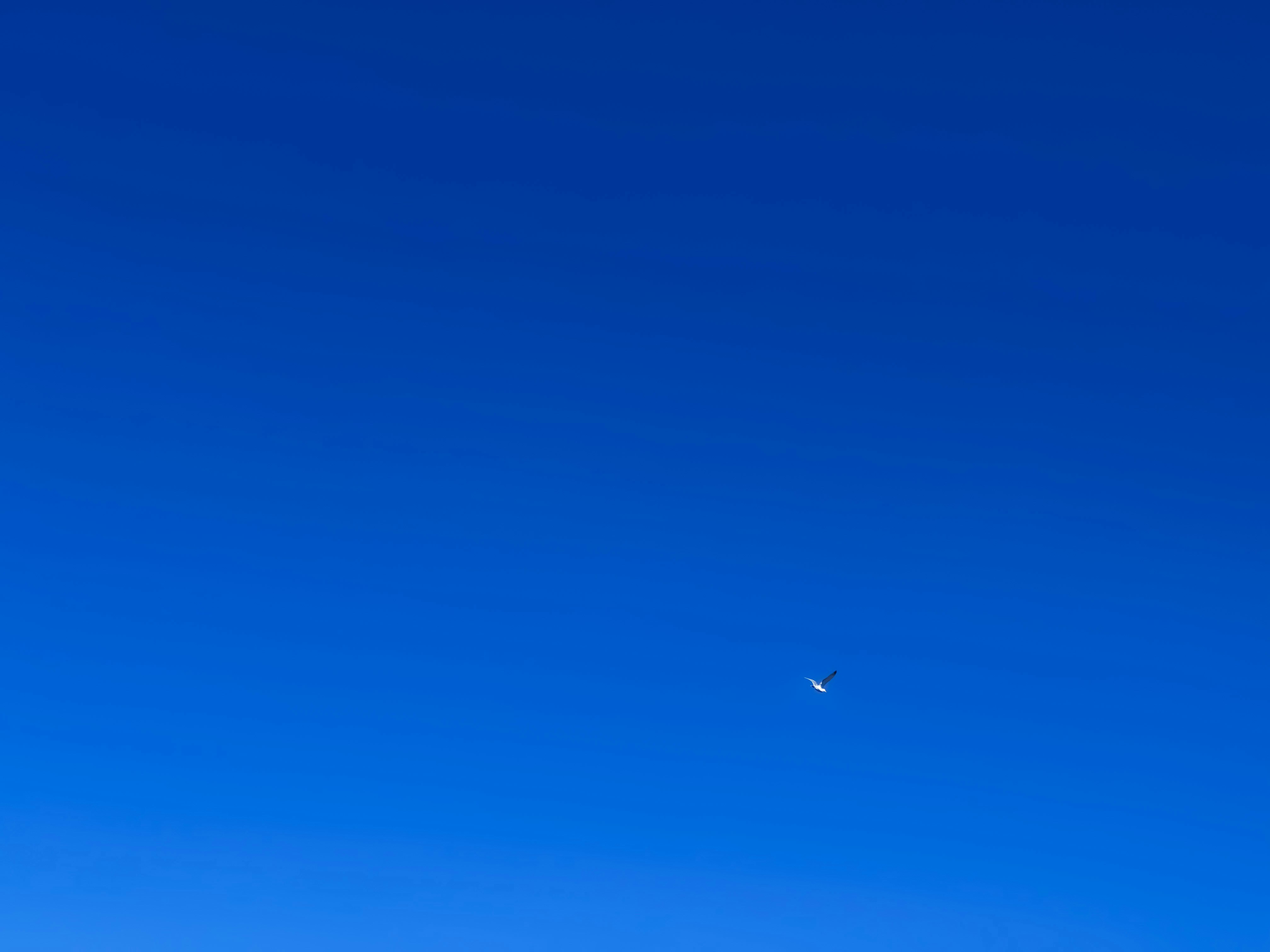 Whisper of a Wing Across a Vast Cerulean Sky