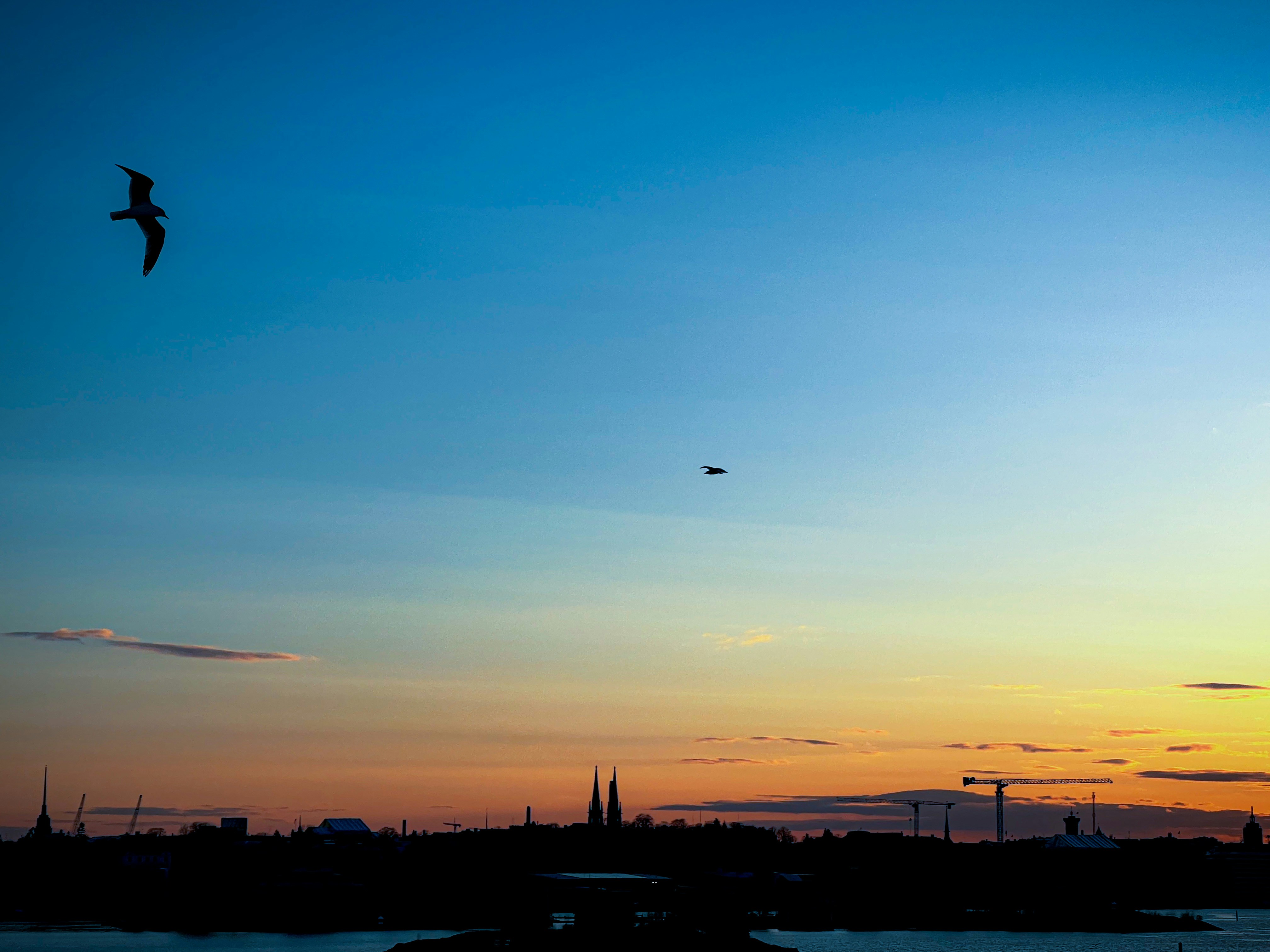 Dusk Over the Silent City: Birds Against a Gradient Sky