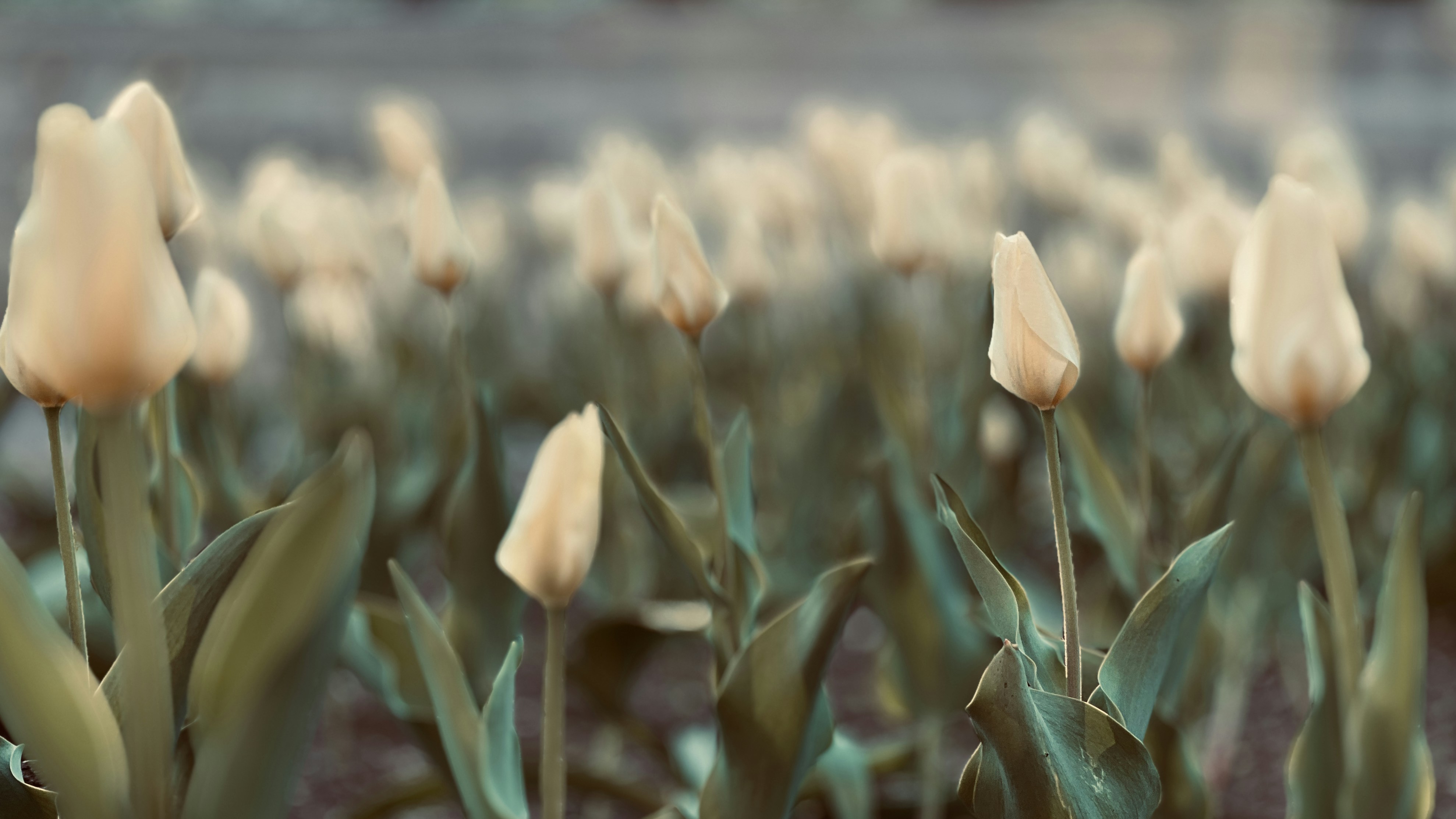 Whispers of Spring: A Tulip's Awakening