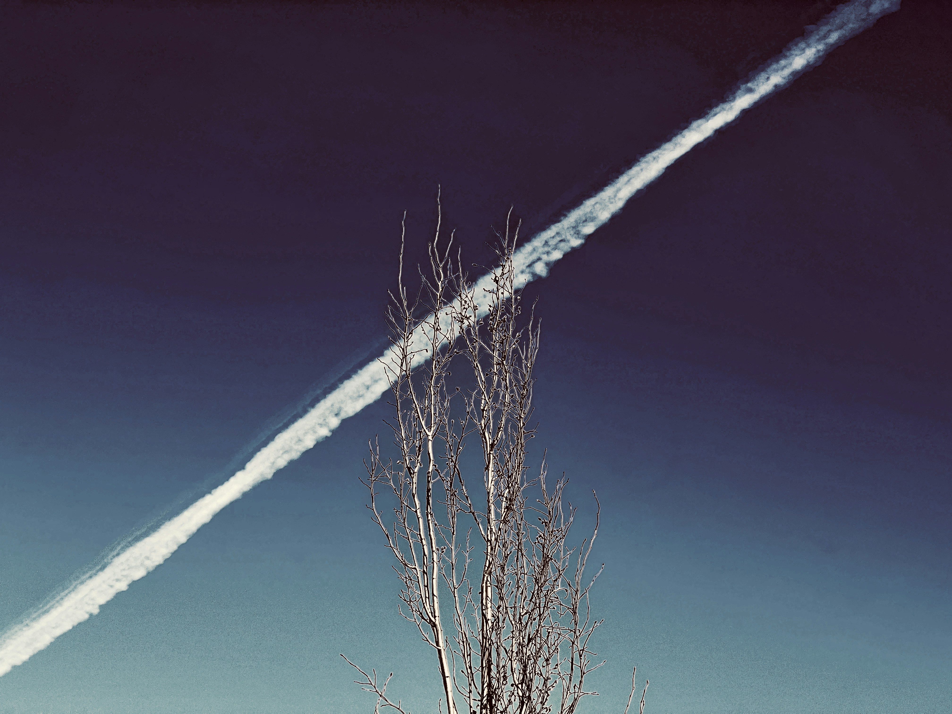 Dusk's Diagonal: A Leafless Tree Reaches Toward a Gradient Sky