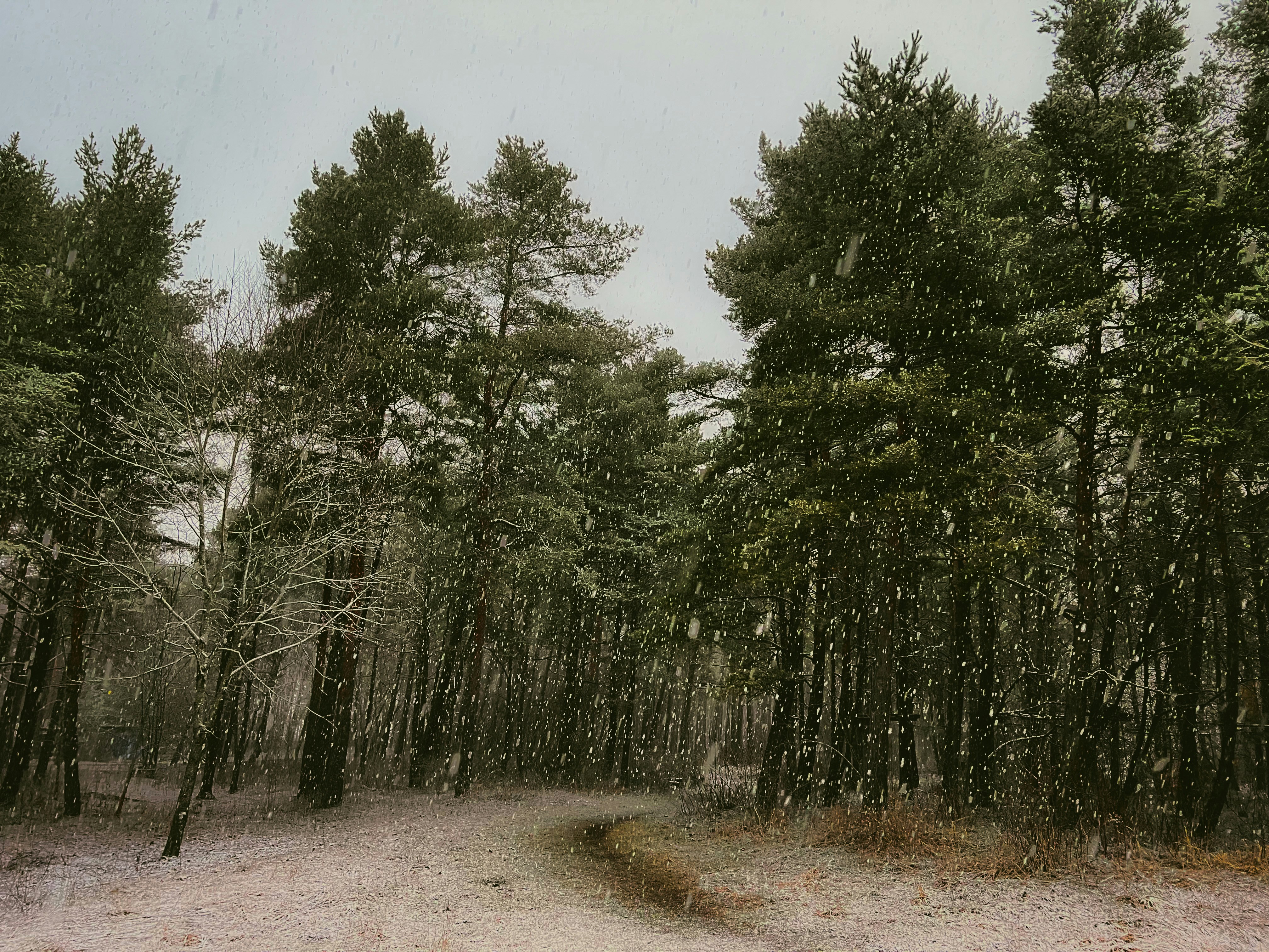 Snowy Forest Road Weaving Through Quiet Pines