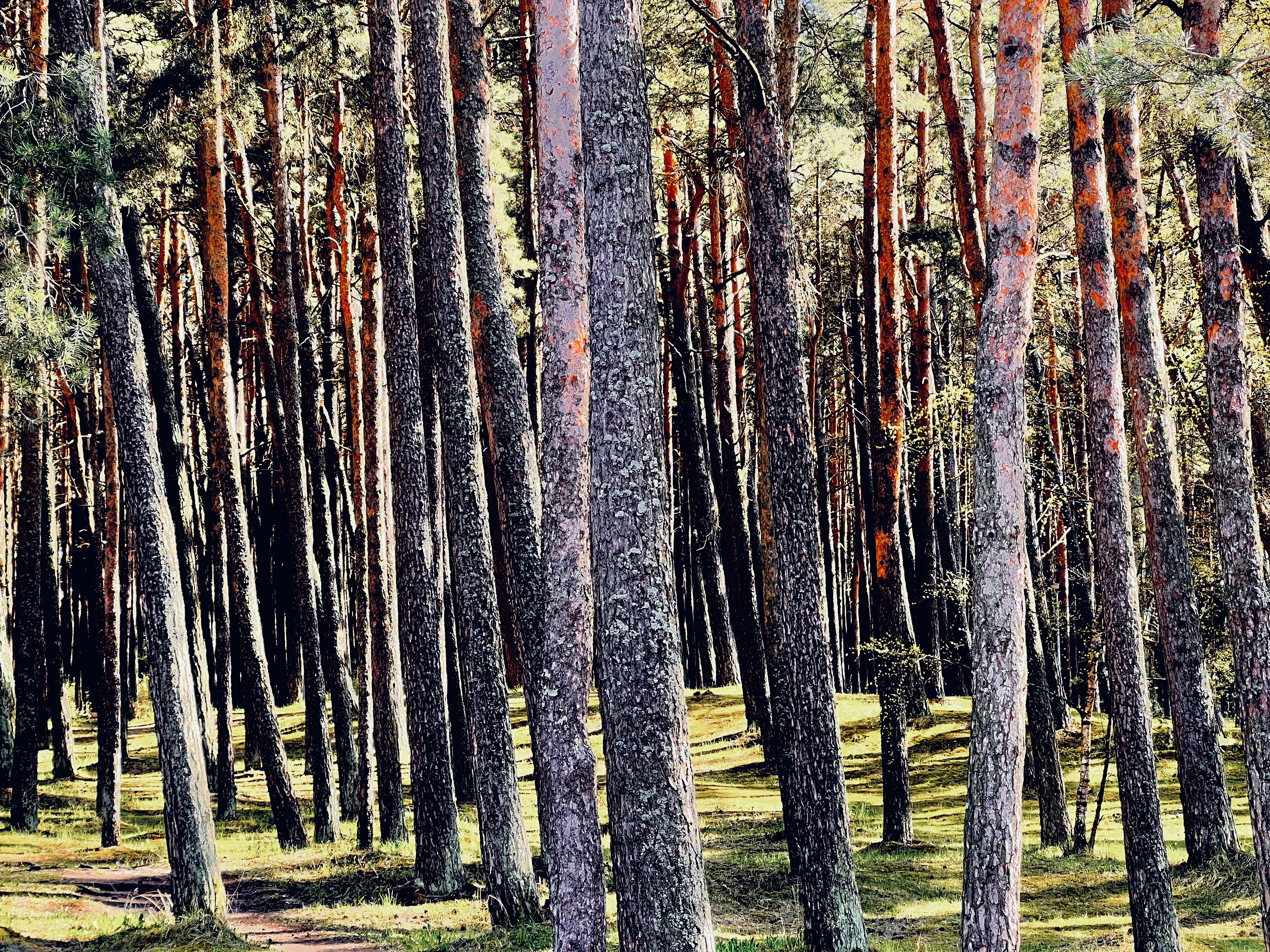 Sunlit Pines: a rhythmic grove of tall trunks in filtered light