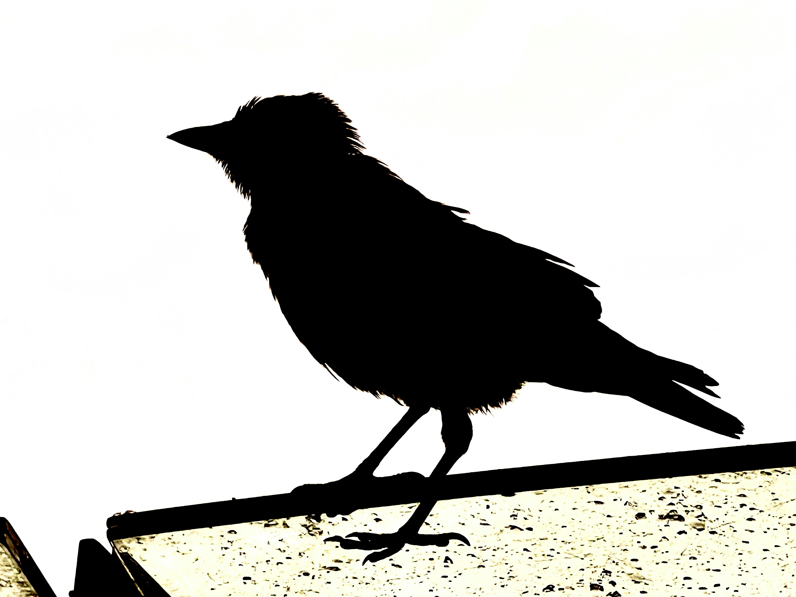 Silhouette at the Roof's Edge: A Crow in Quiet Vigil