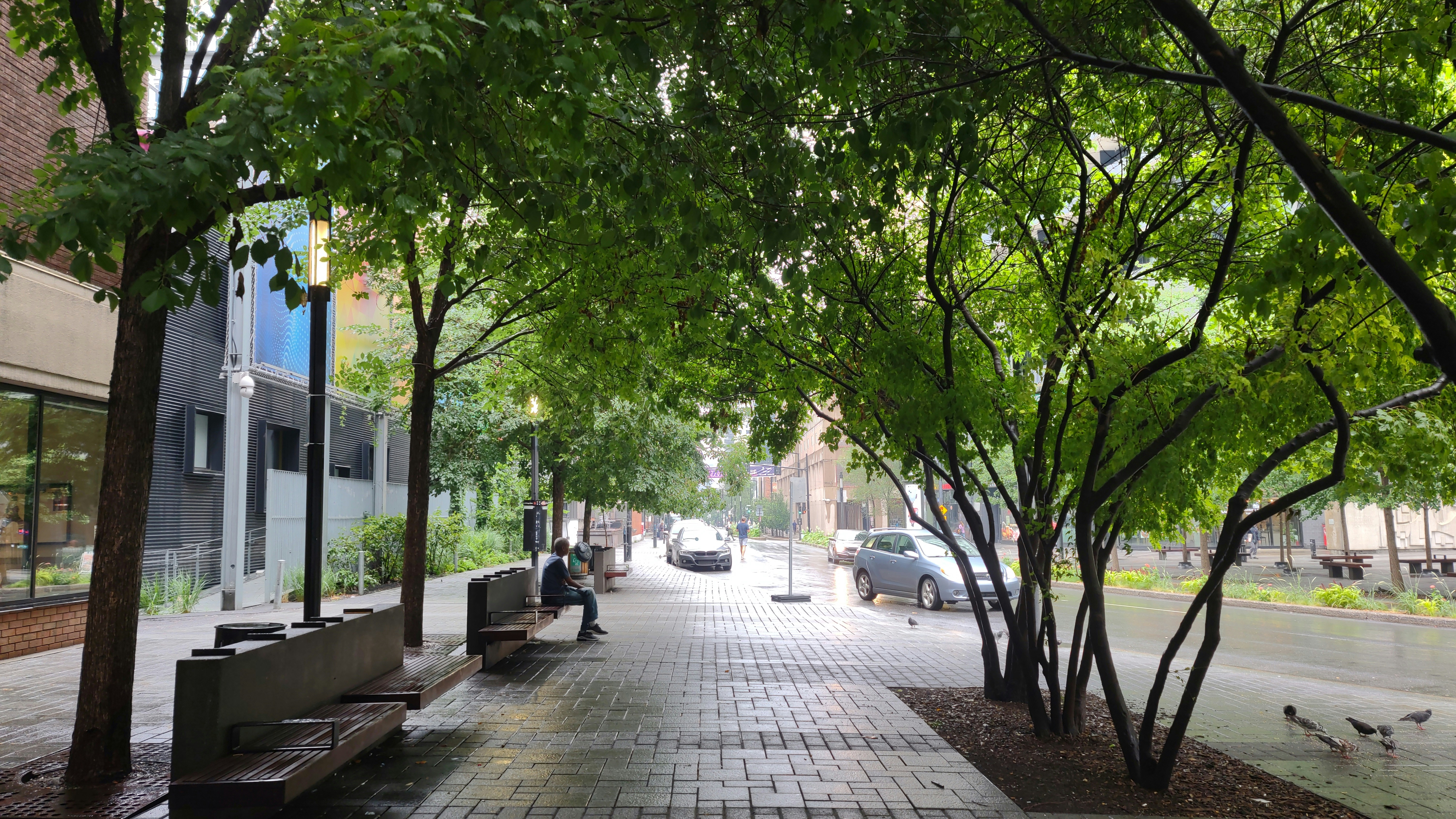 Tree-lined walkway with benches, leading to a street with parked cars and buildings.