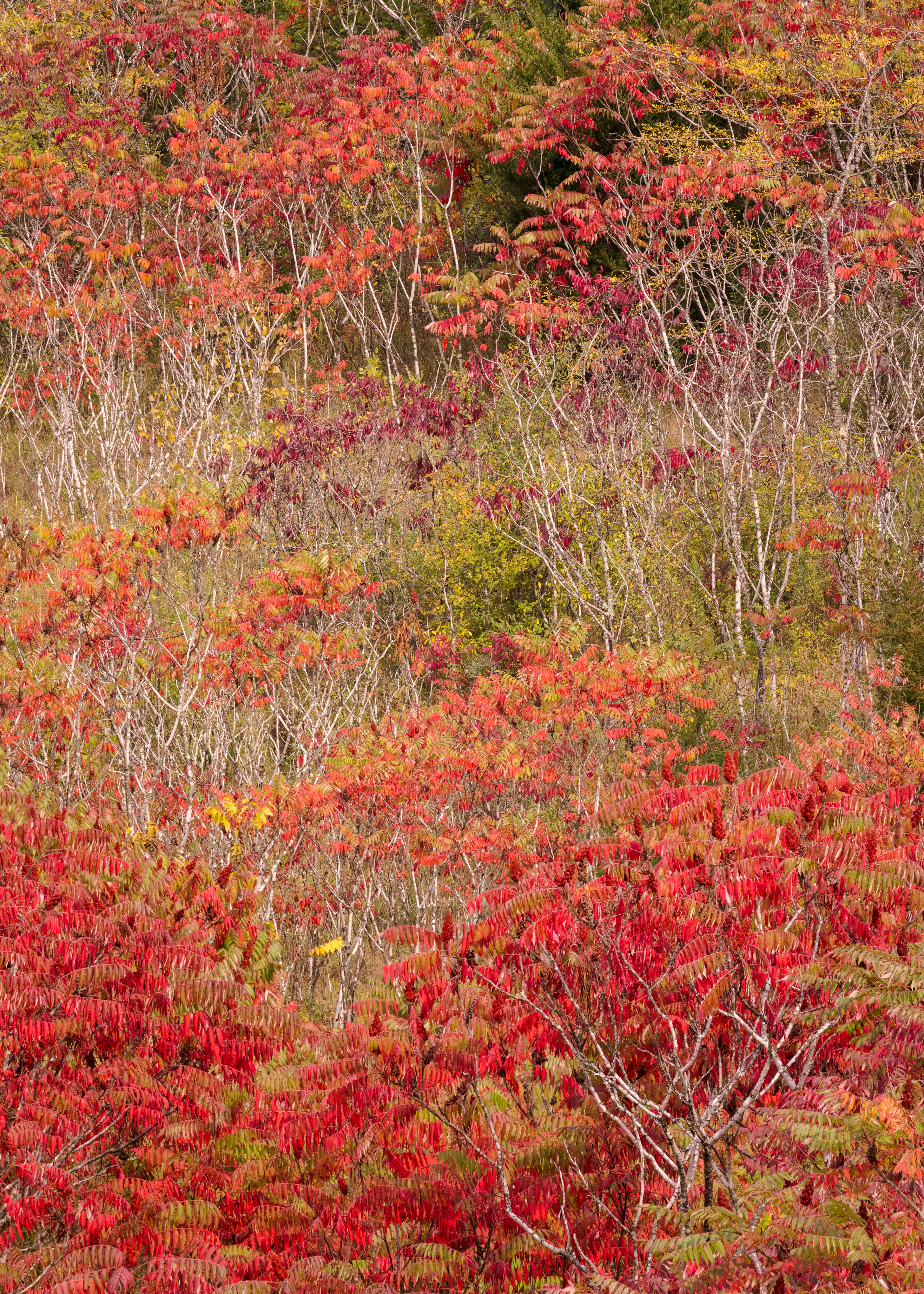 Autumn Ember Canopy: A Patchwork of Red and Gold Leaves