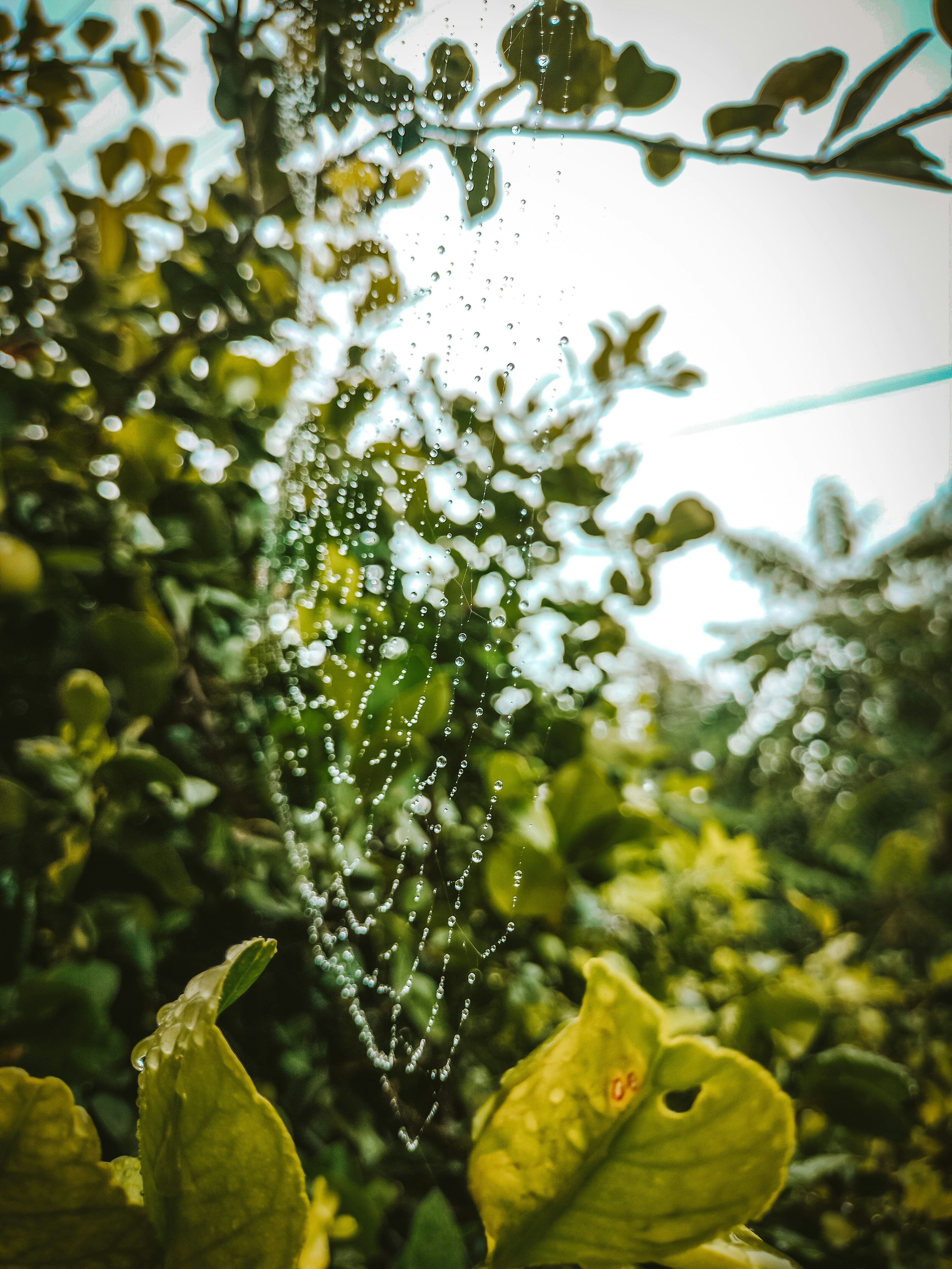 a spider web in the middle of a leafy tree