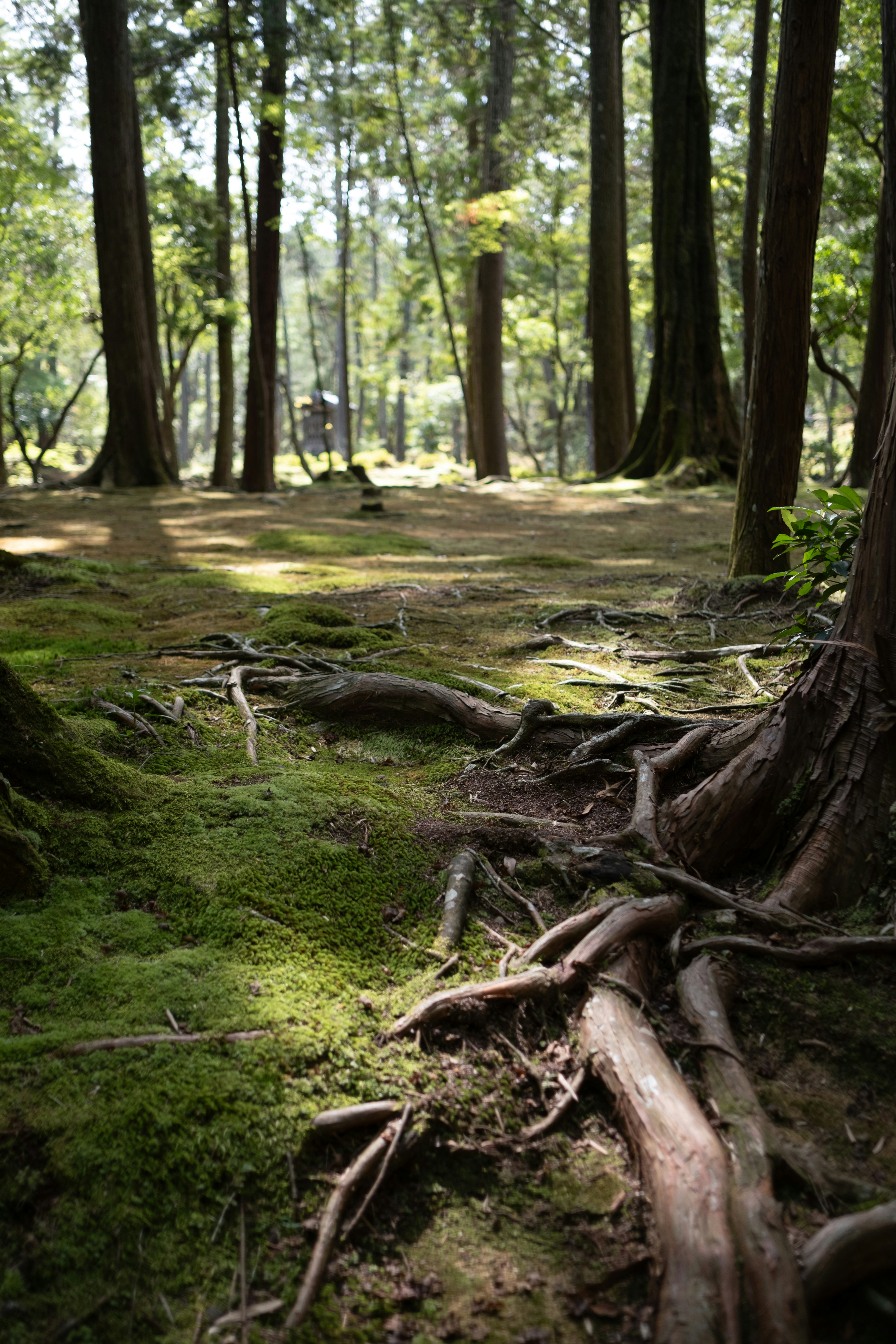 Rooted Light: Mossy Forest Floor Leading toward Dappled Canopy