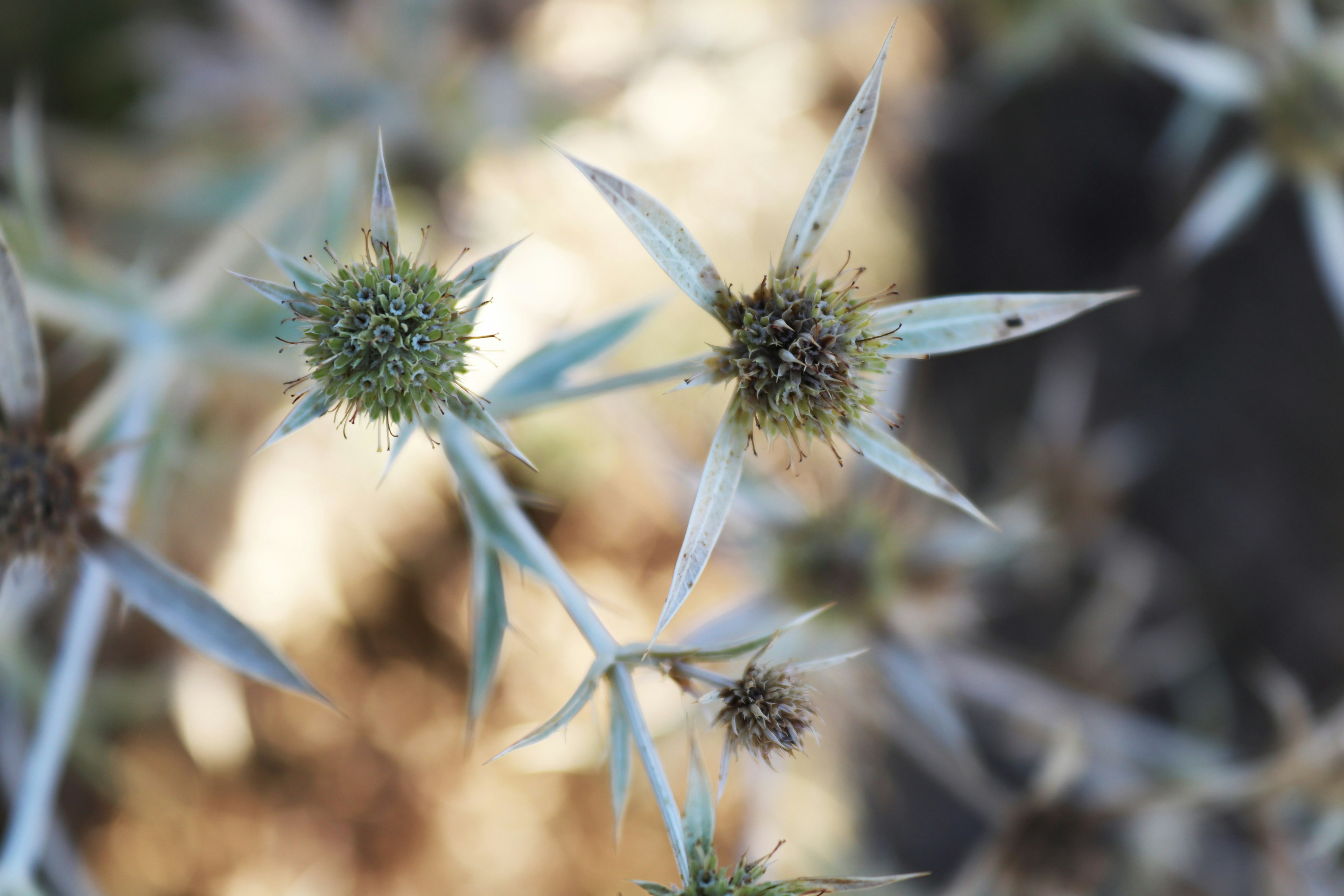 A close up of a plant with very small flowers photo – Free Field flower ...