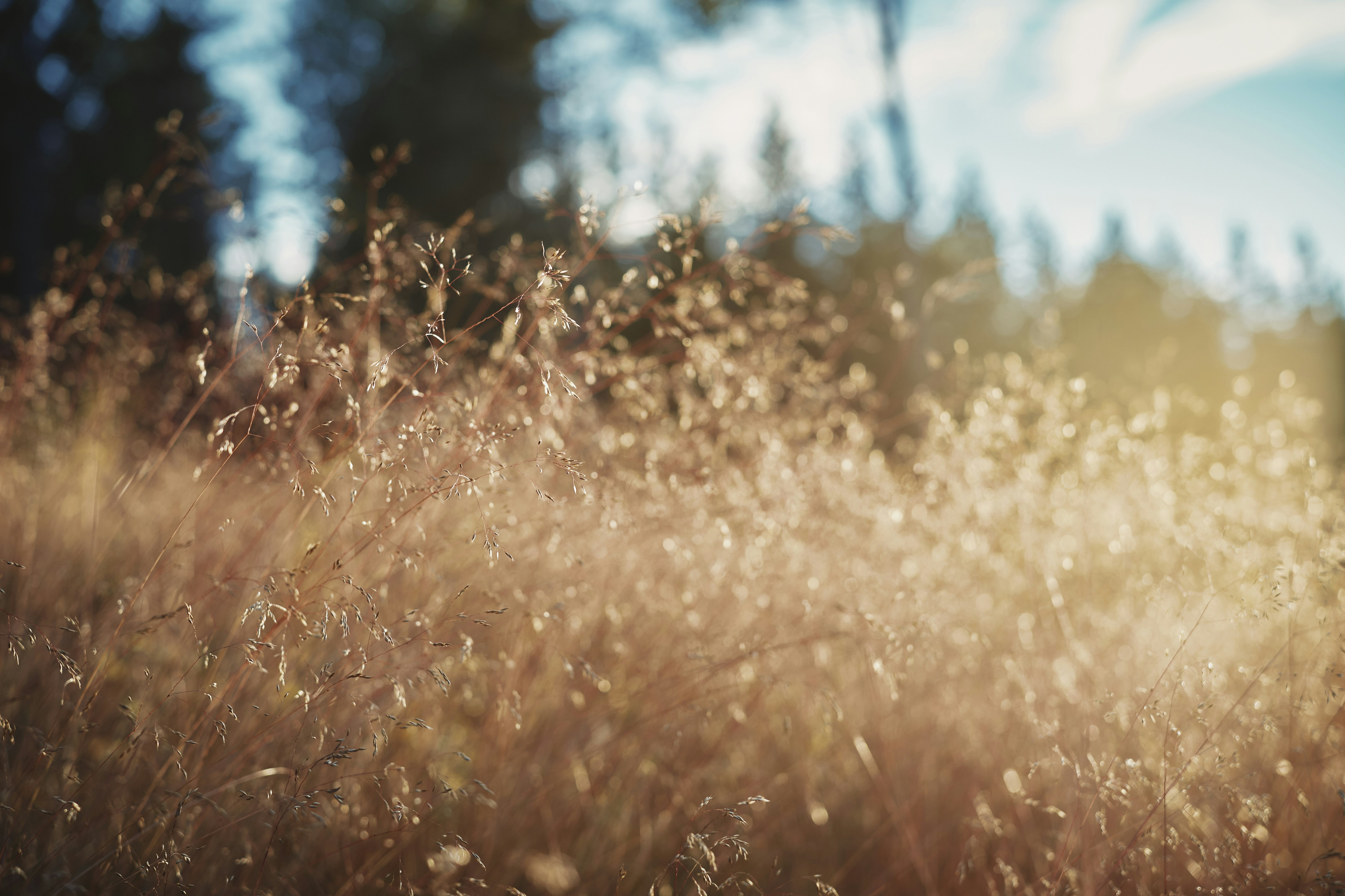 Backlit Golden Meadow: Quiet Dawn Through Fragrant Grass