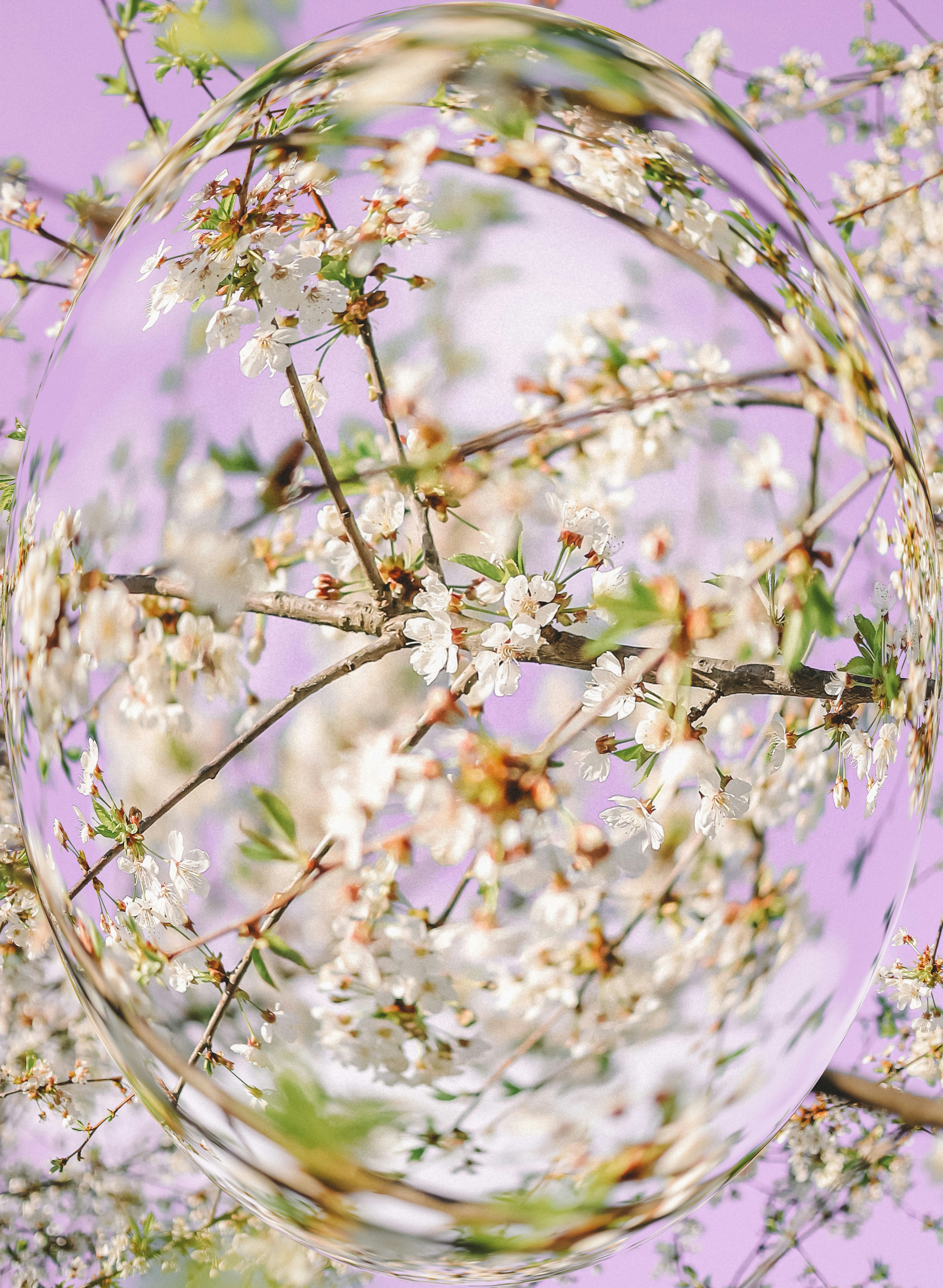 Orb of Spring: Cherry Blossoms Reflected in a Glass Globe