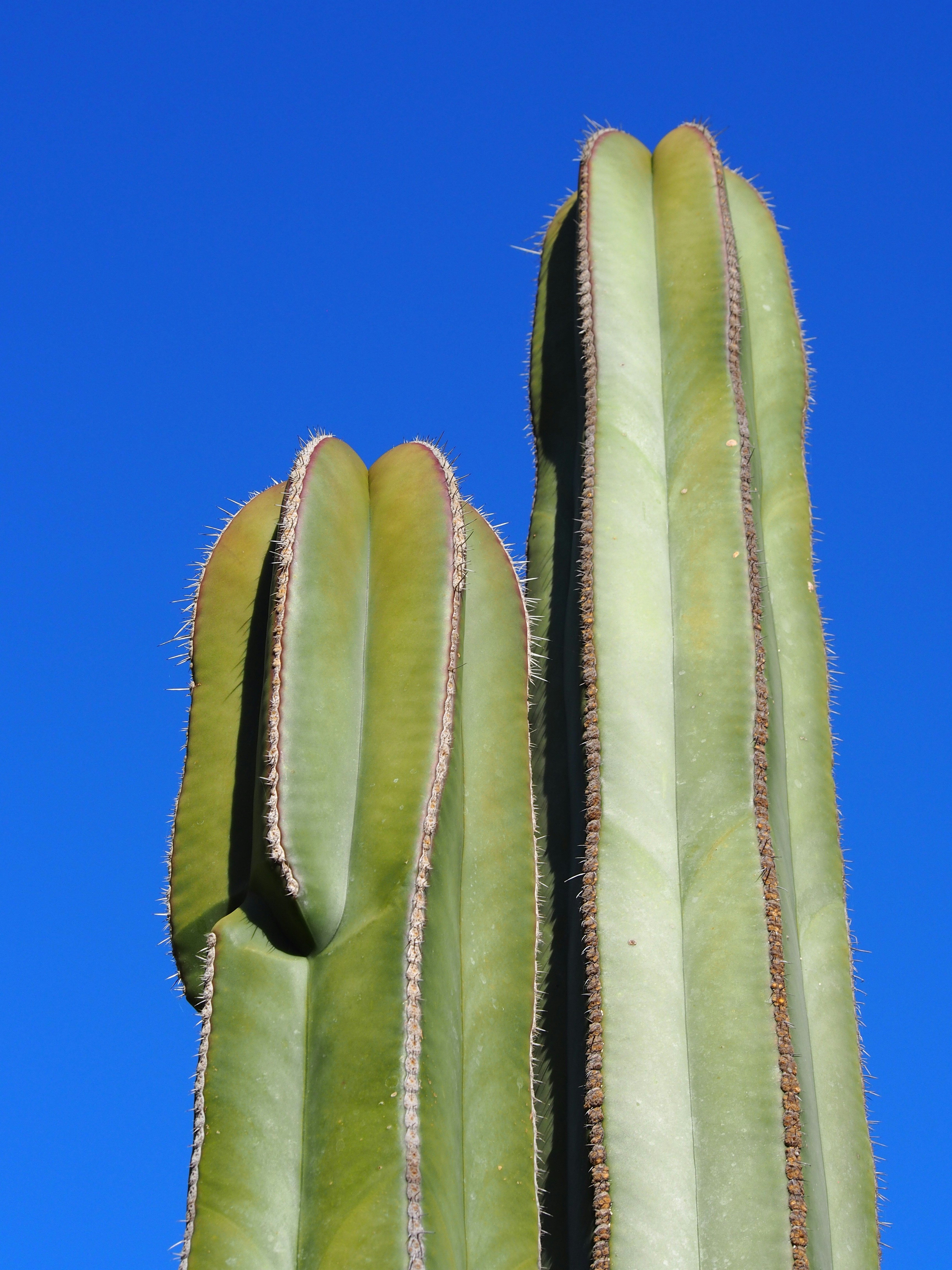 Close-up photograph of tall ribbed cactus columns with spines against a vivid cobalt sky.