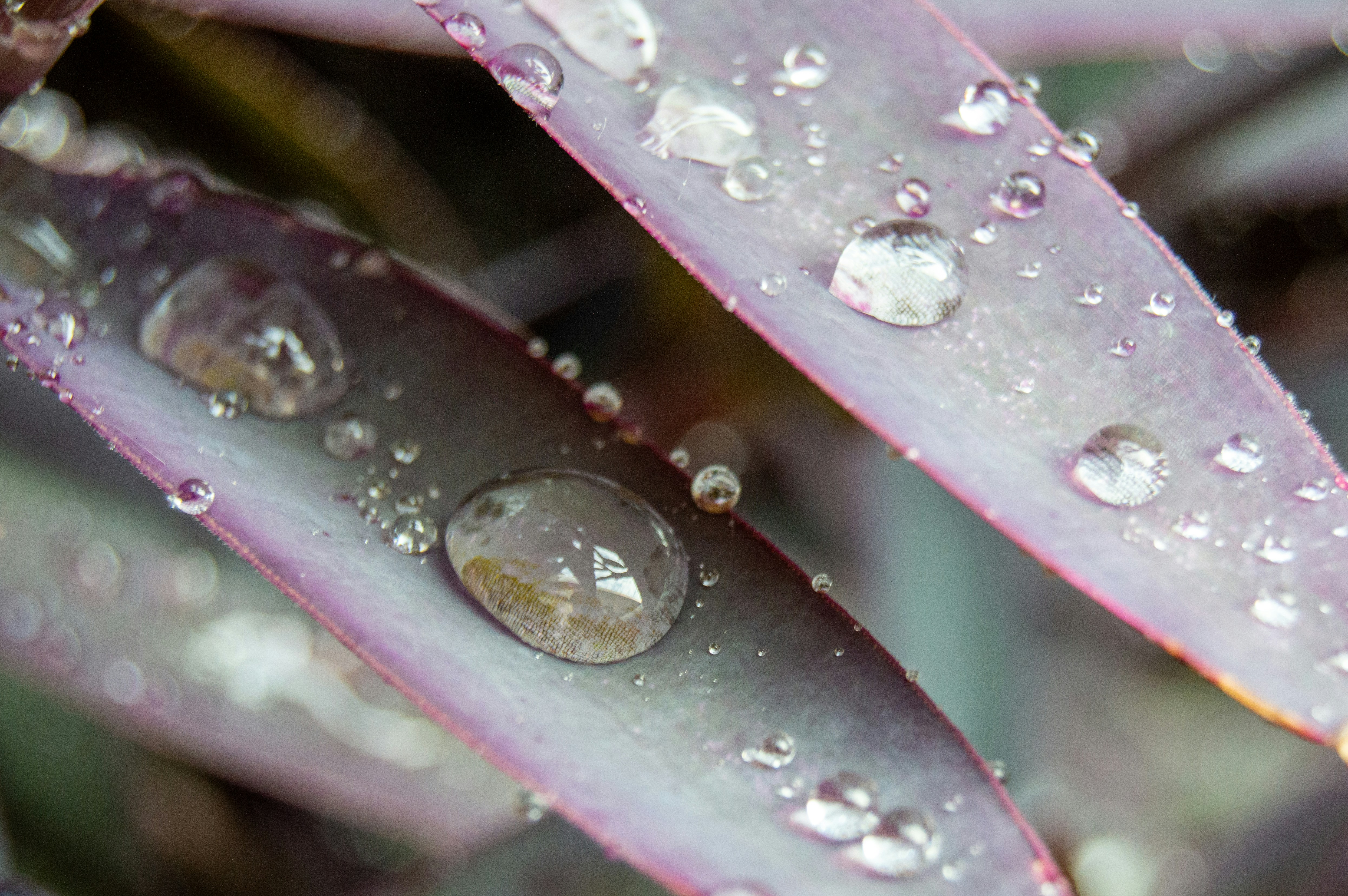 Glistening Nature's Jewels