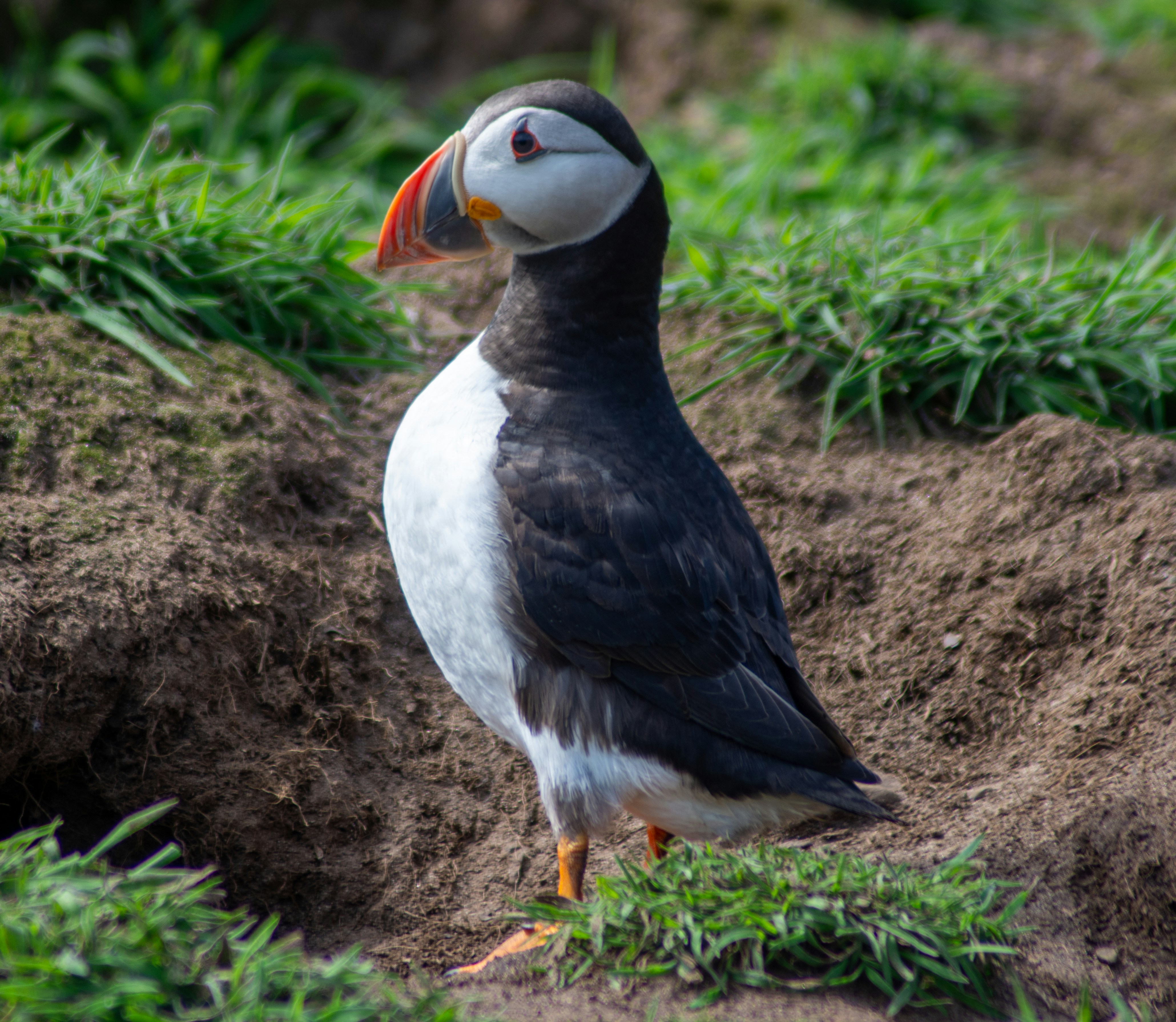 Atlantic Puffin in Coastal Grassland Revealing its Bold Beak