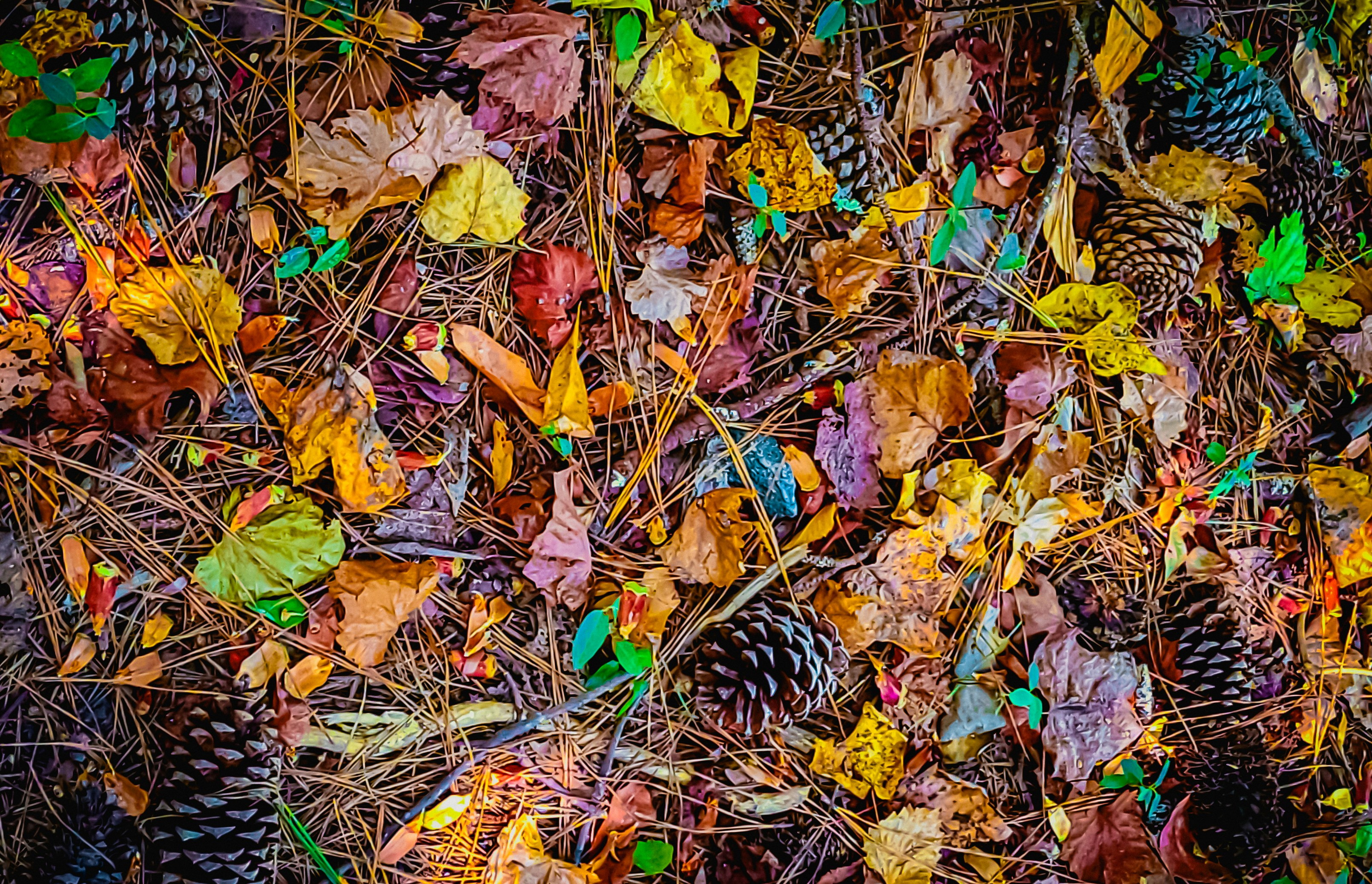 Natures's palette on display. An array of autumn colors: green, gold, auburn, tan, brown, rust among various branches, leaves, pine cones and twigs.