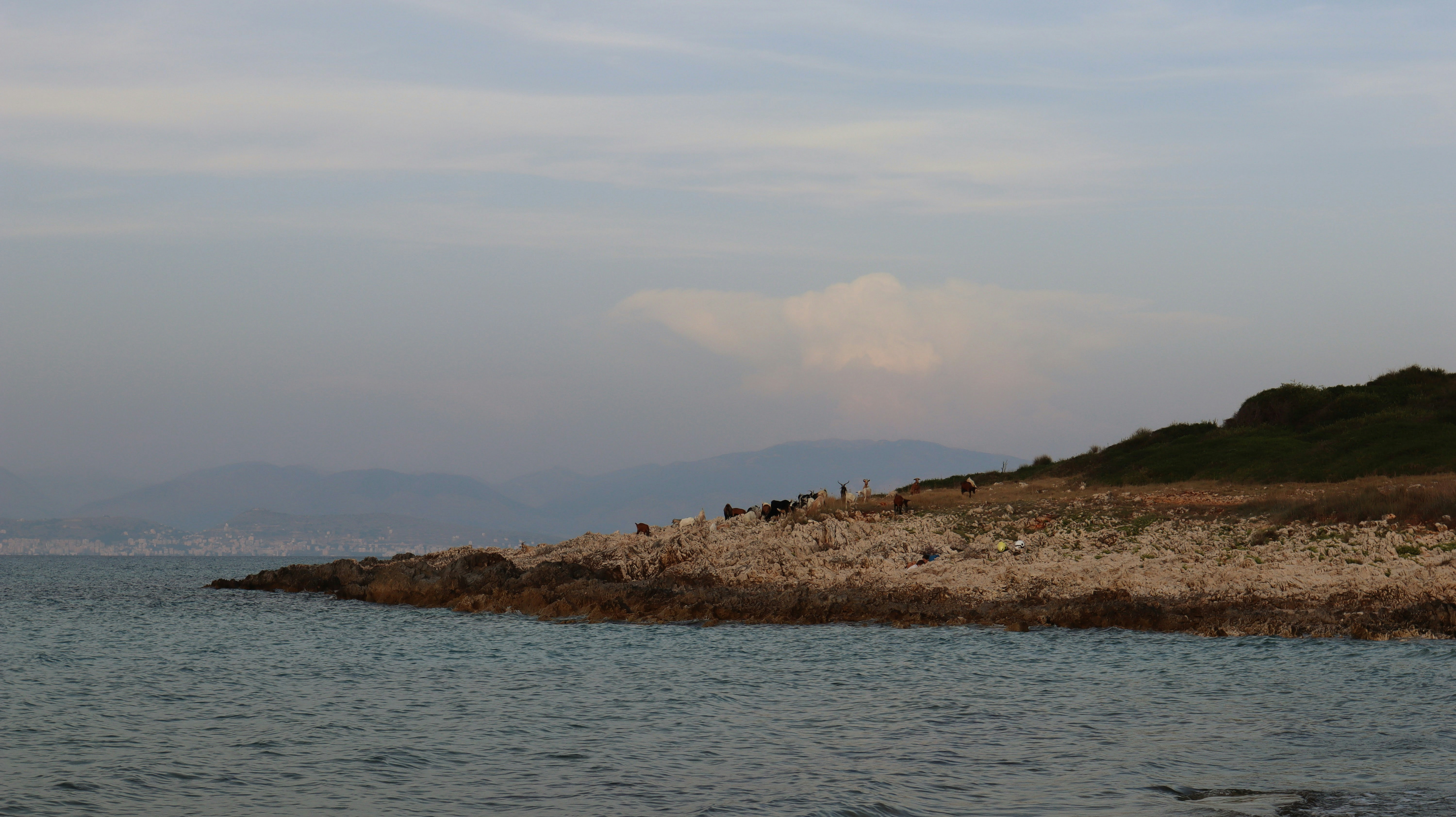 A group of animals standing on top of a rocky shore photo – Free Corfu ...