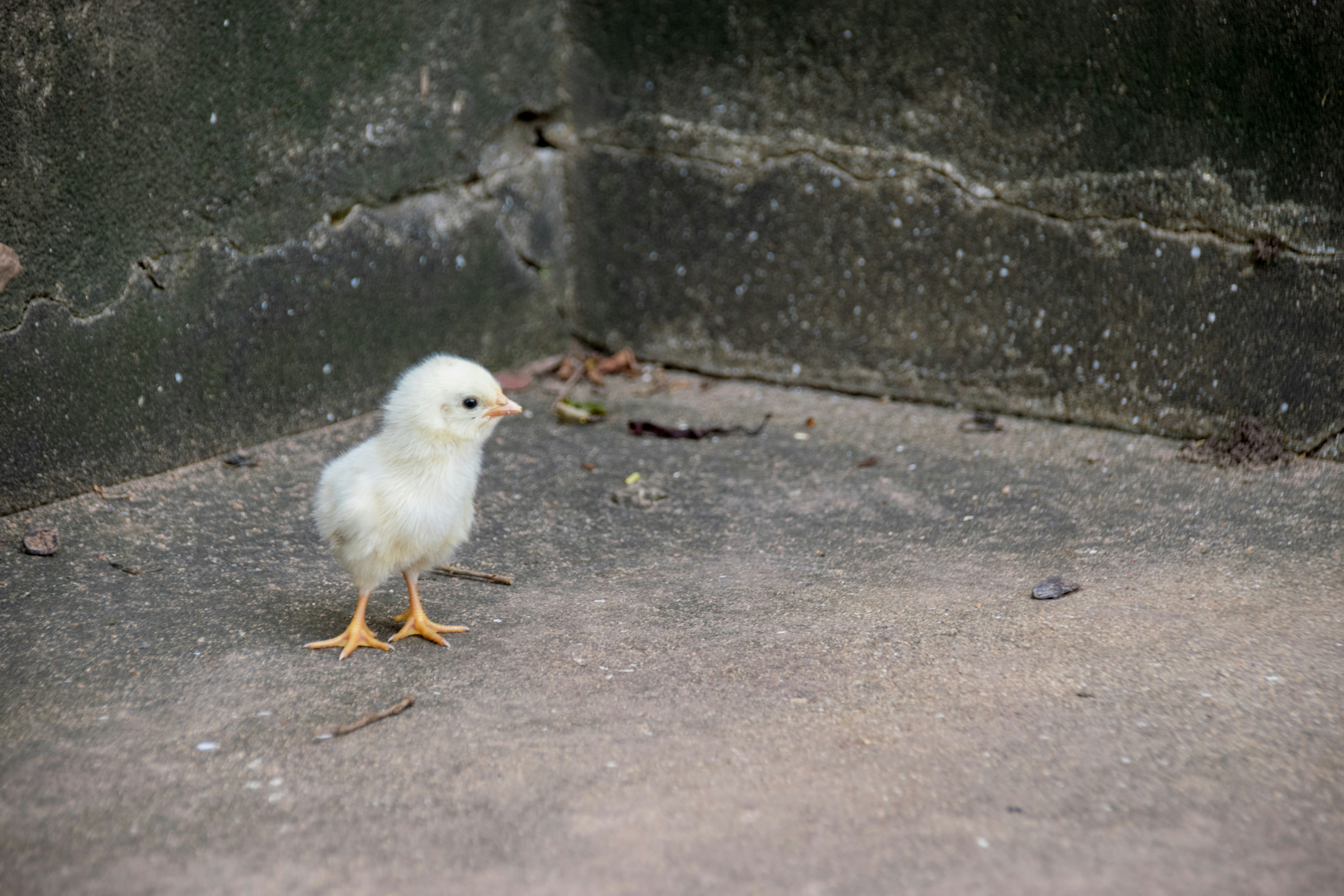 A small white chicken standing next to a cement wall photo – Free Cape ...