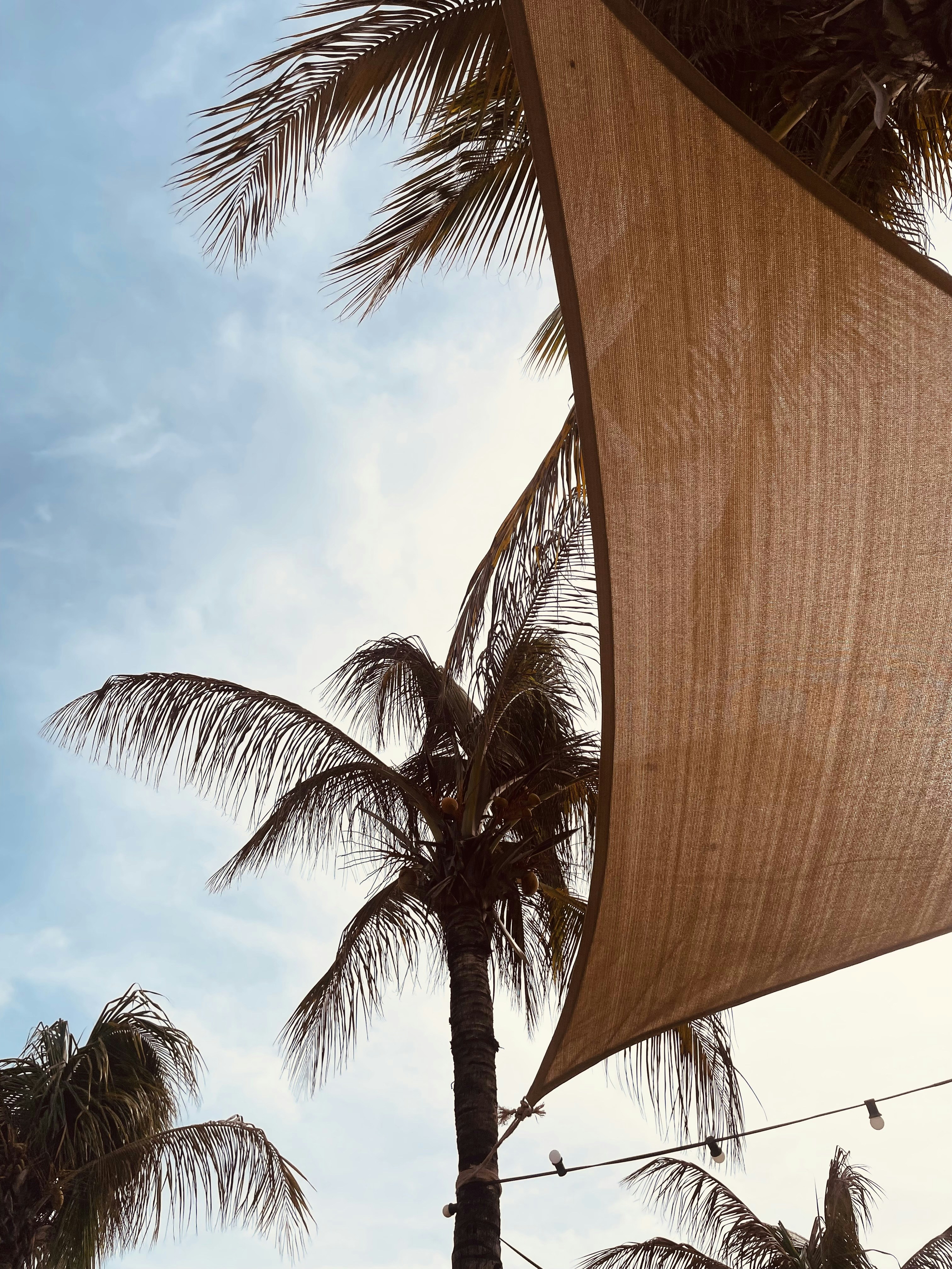 Tan Shade and Skies: Palm Canopy Over a Sunlit Patio