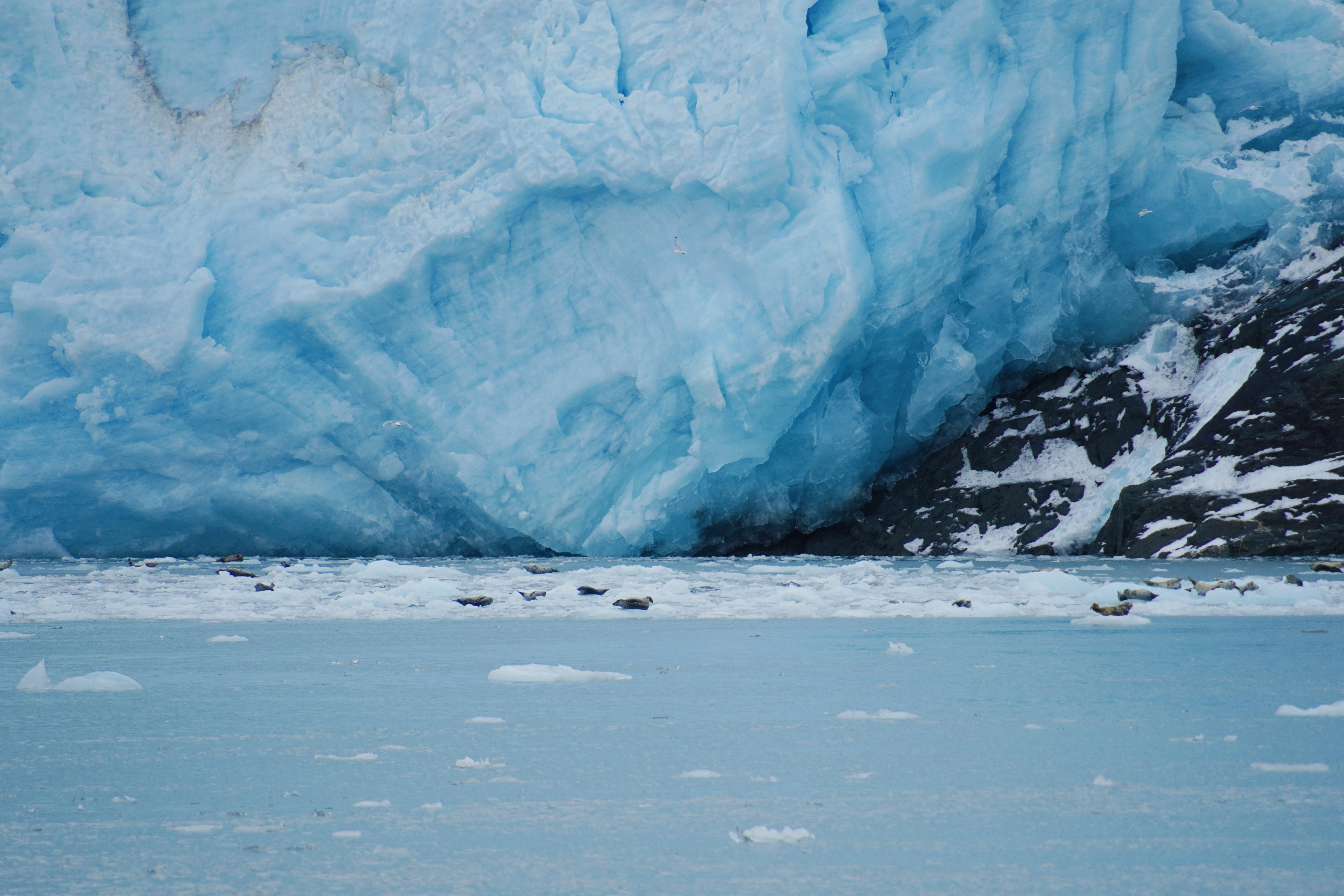 A large iceberg towering over a body of water photo – Free Bird Image ...