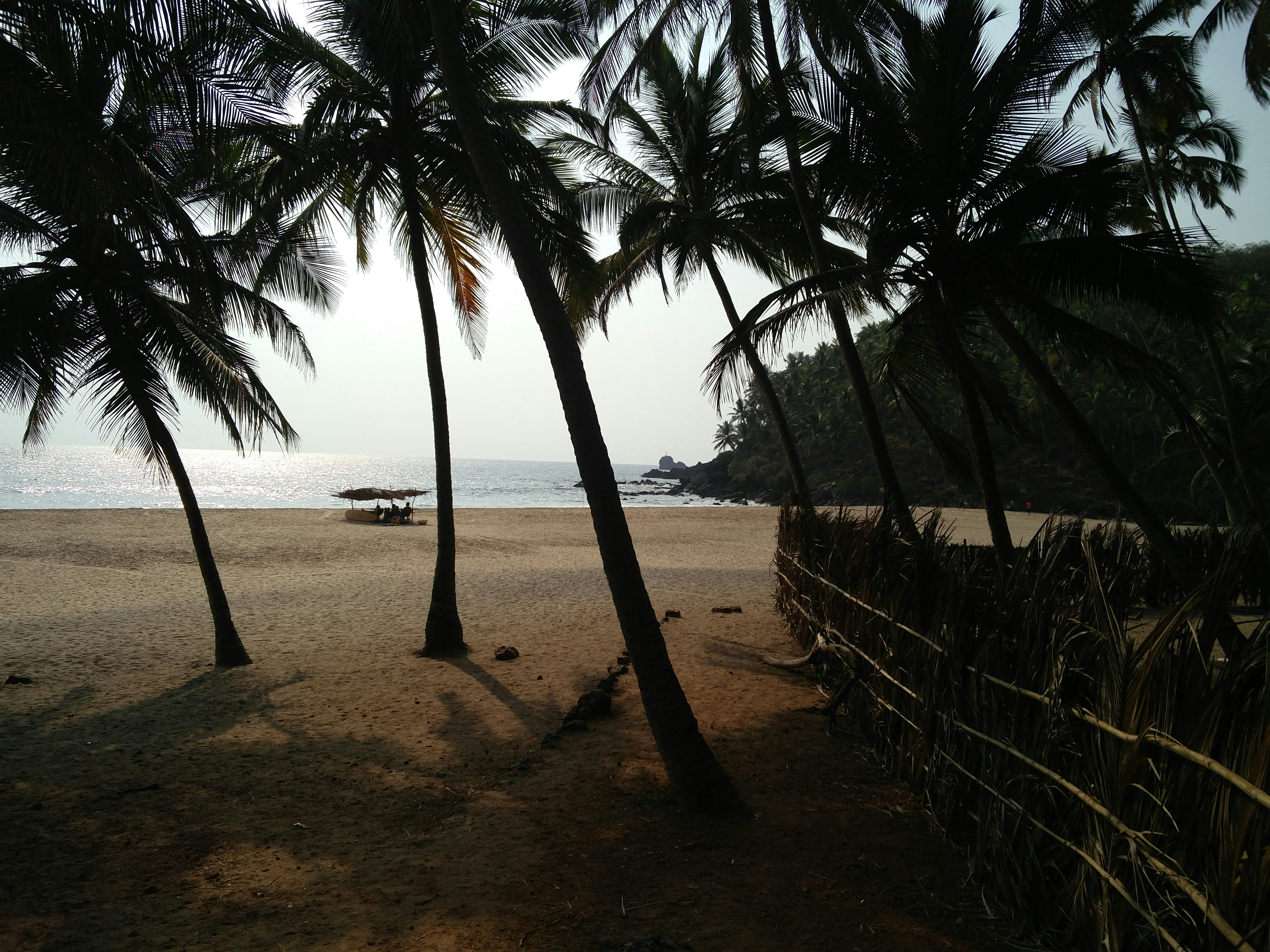 Some nice coconut trees at Cabo de Rama Beach. It is a beautiful secluded beach located in Margao, South Goa. Surrounded by tall coconut trees, this beach is perfect for setting up a picnic, playing volleyball, or just spending some quality time. Overlooking Cabo de Rama Beach is a Portuguese Fort. | a beach with palm trees and a fence