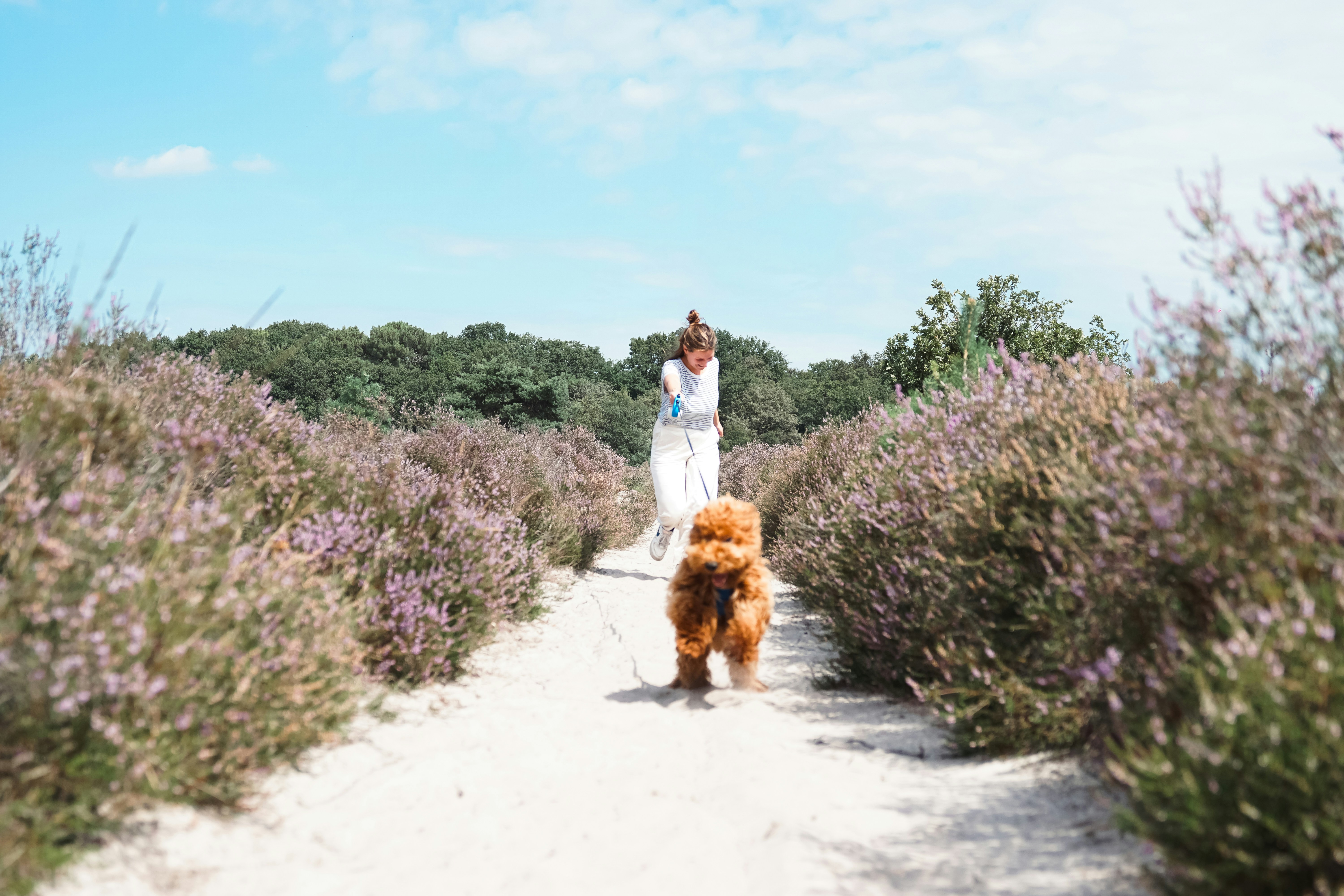 Sunlit Lavender Lane: A Woman in White Walks Along a Sandy Path with a Fluffy Companion